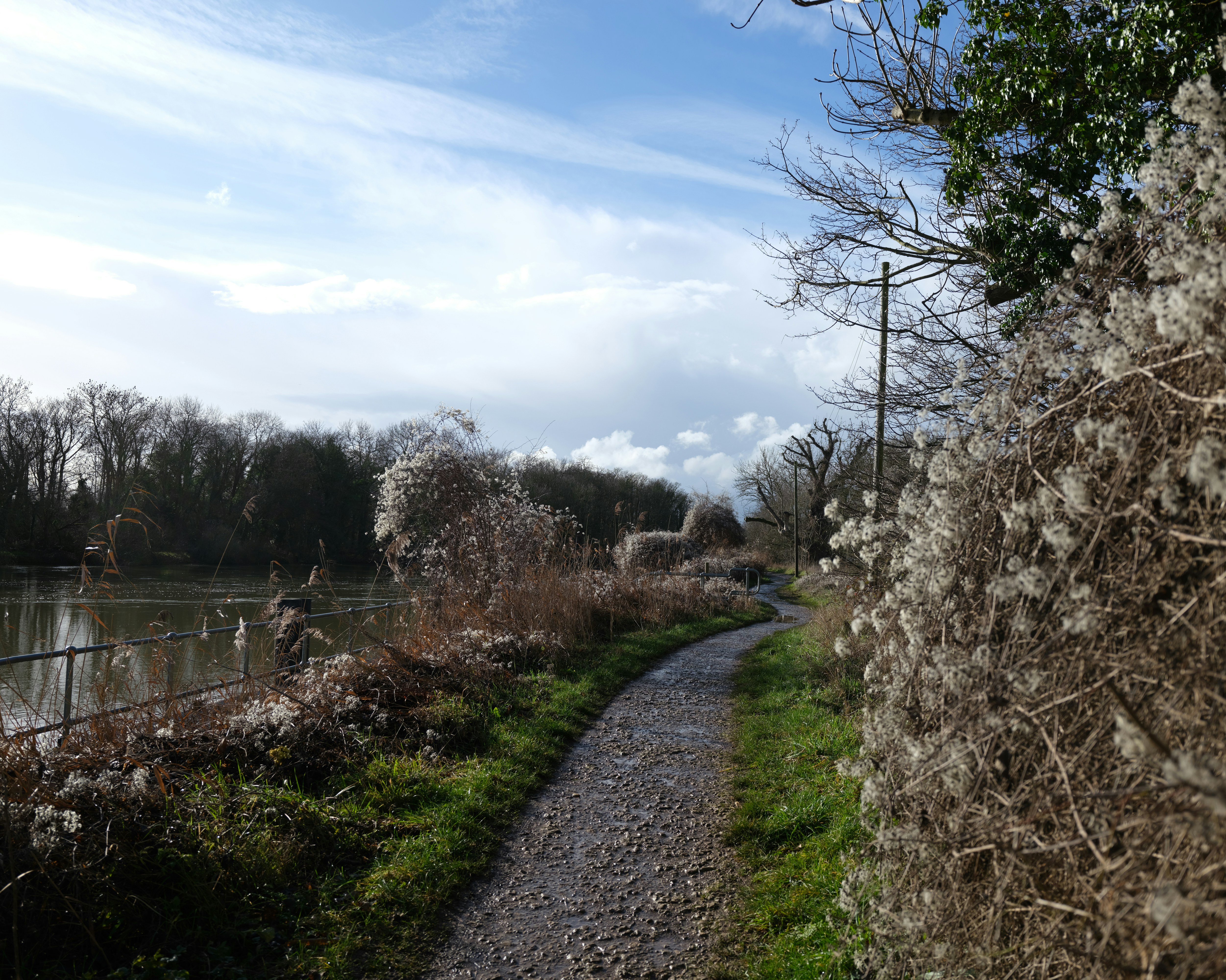 Path to Quiet Skies: A Gravel Lane Framed by Misty Reeds