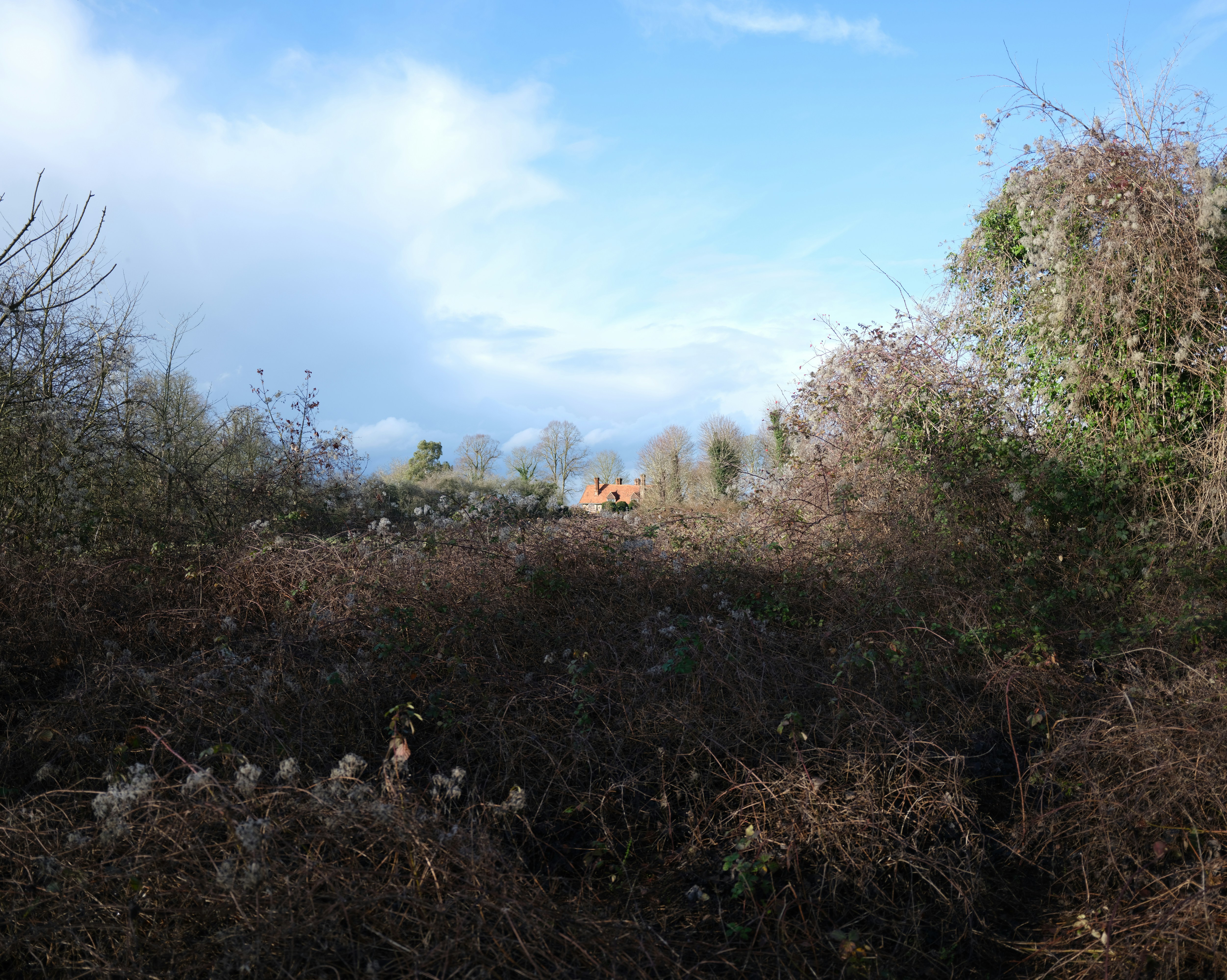 Tiny house on the horizon: a glimpsed refuge beyond a field of wild brush