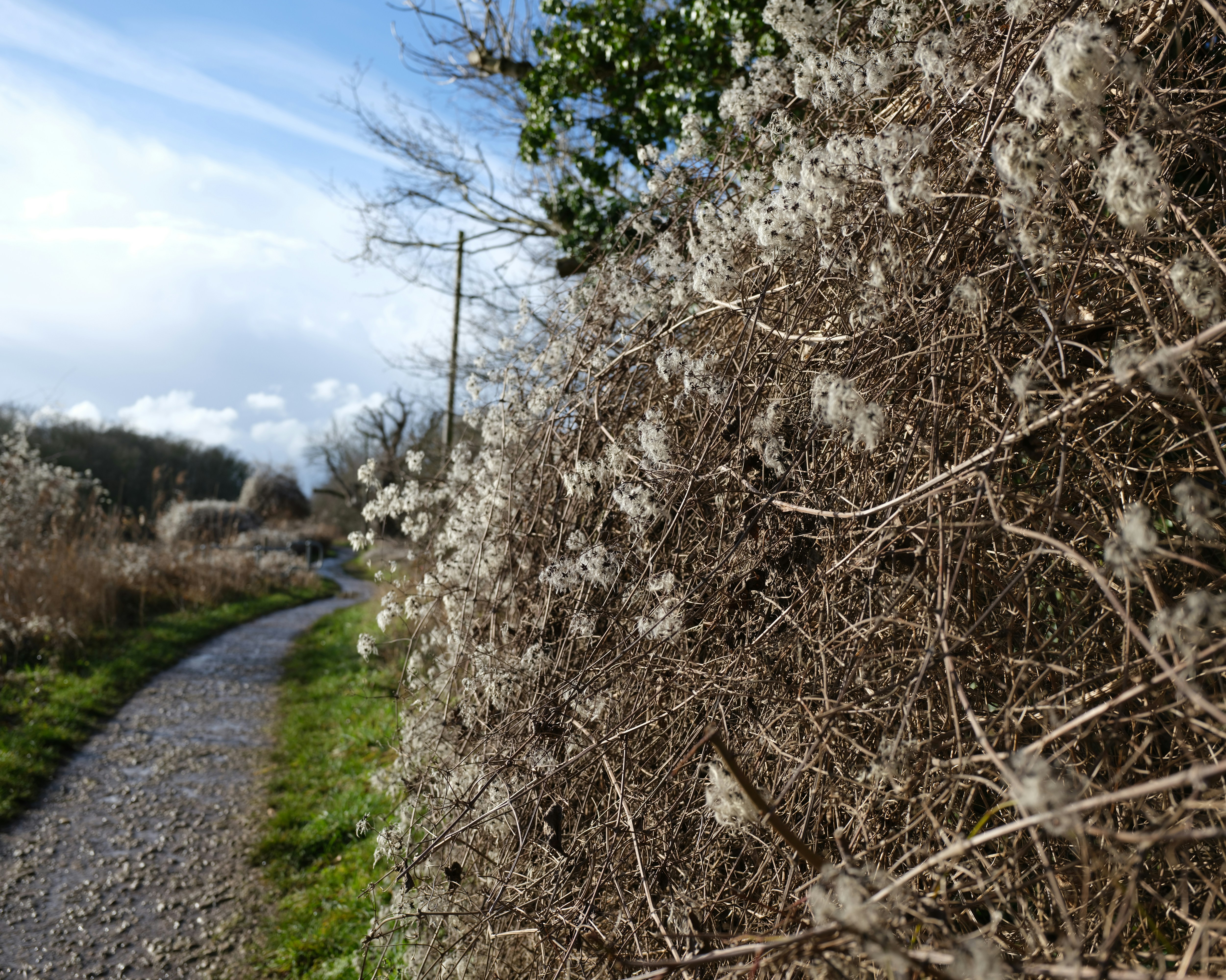 Footpath Between Wild Grass and Sky