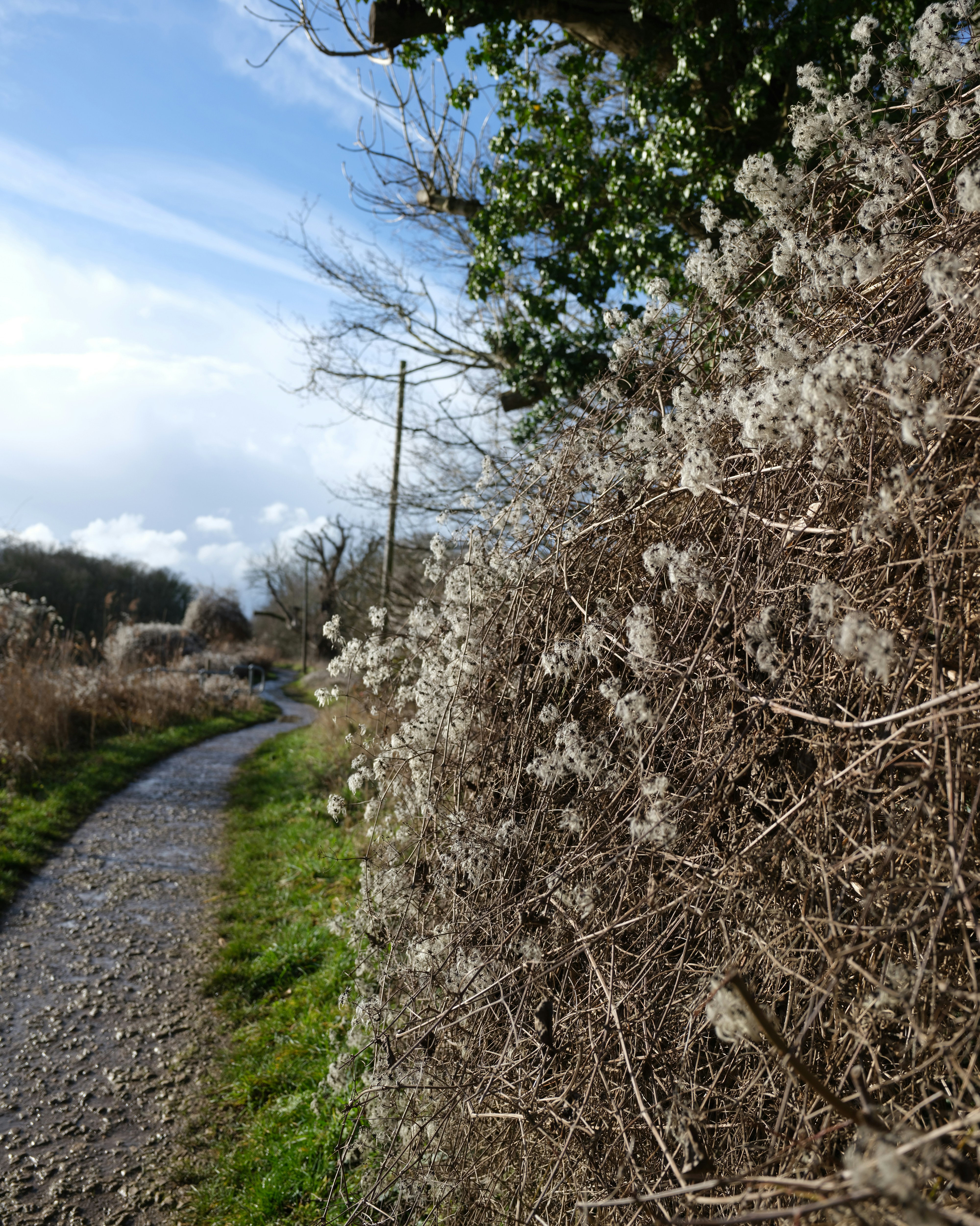 A Dust-White Hedge Looms Along a Quiet Gravel Path