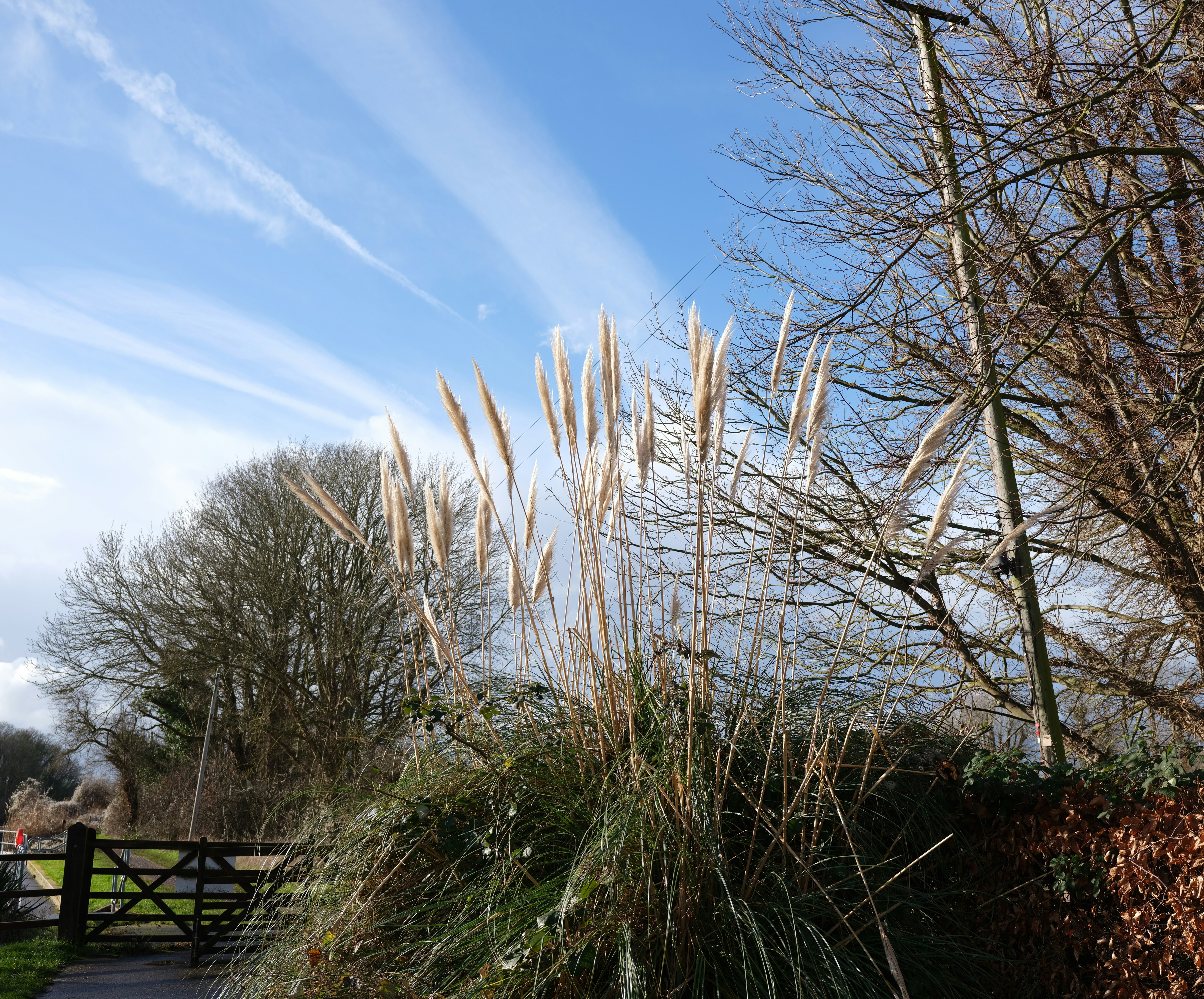 Golden Reeds in Spring Light by a Quiet Verge