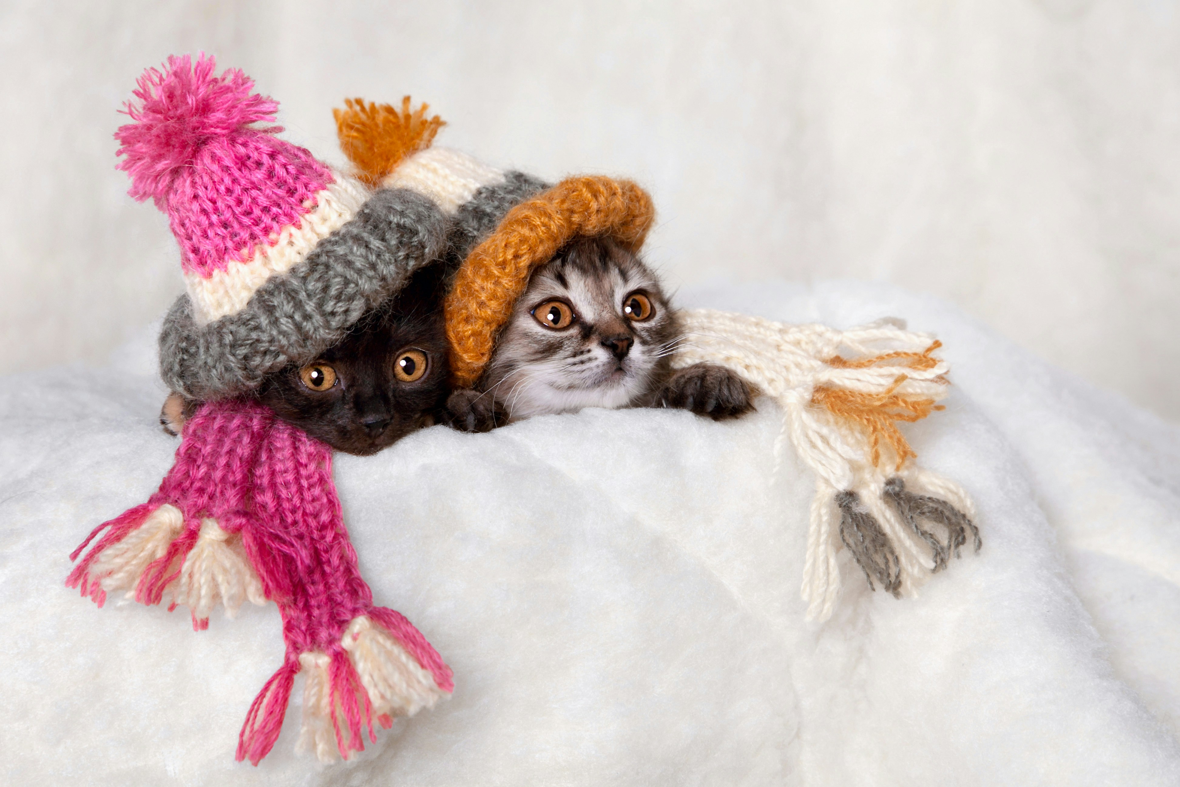 Cozy Winter Peek: Two Curious Kittens Under Knit Hats