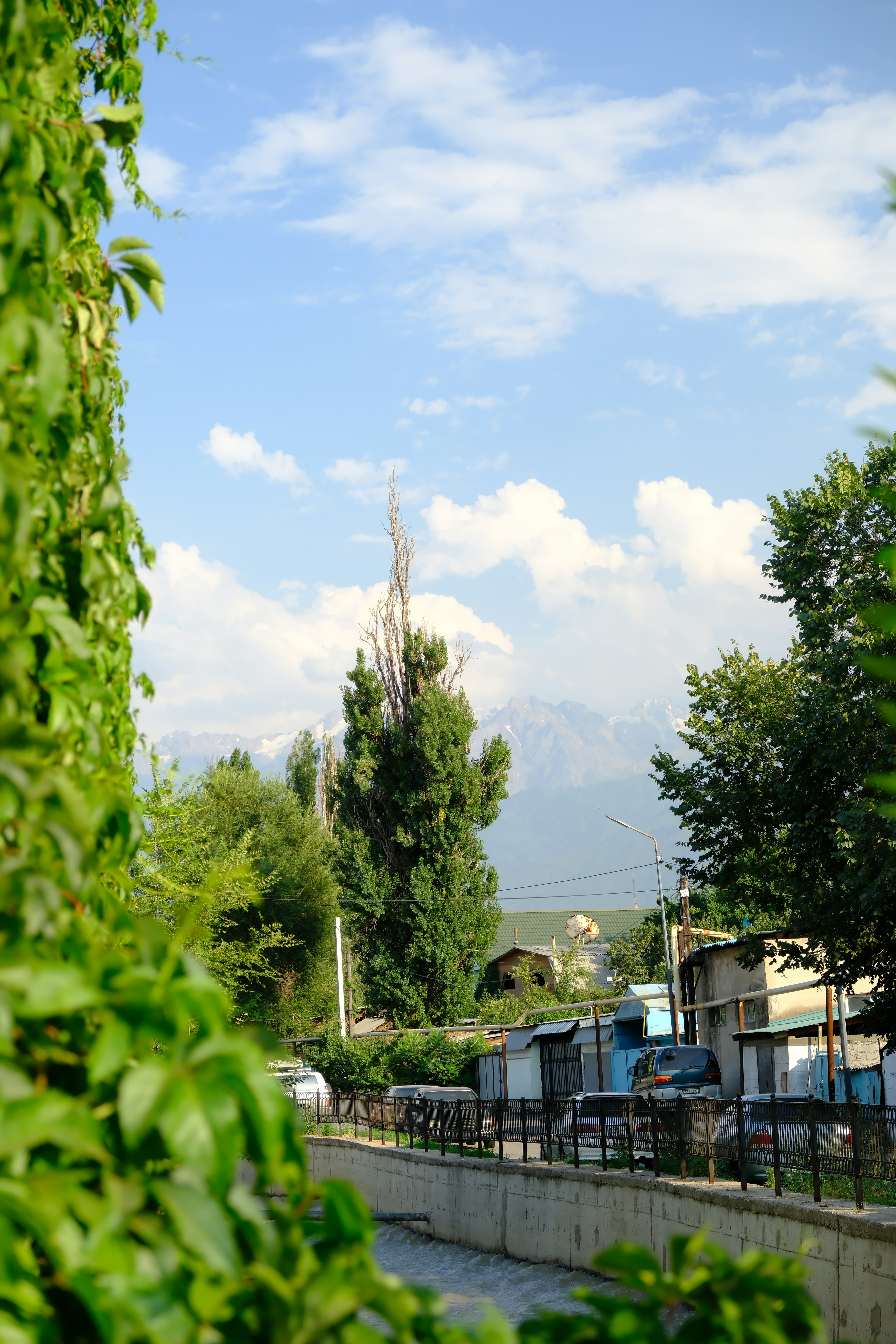 Green Corridor Under A Clear Sky