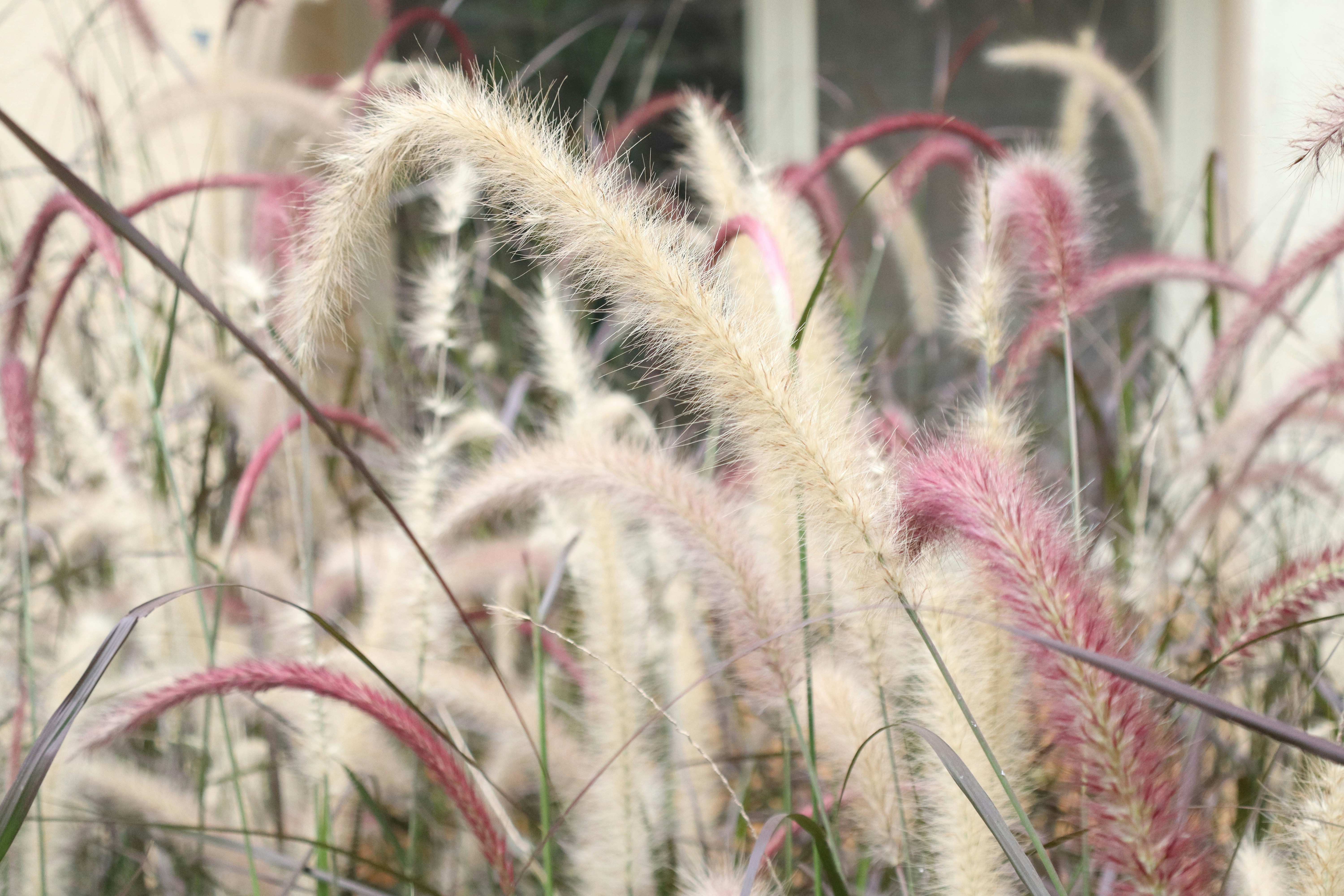 Soft Plumes in a Quiet Garden