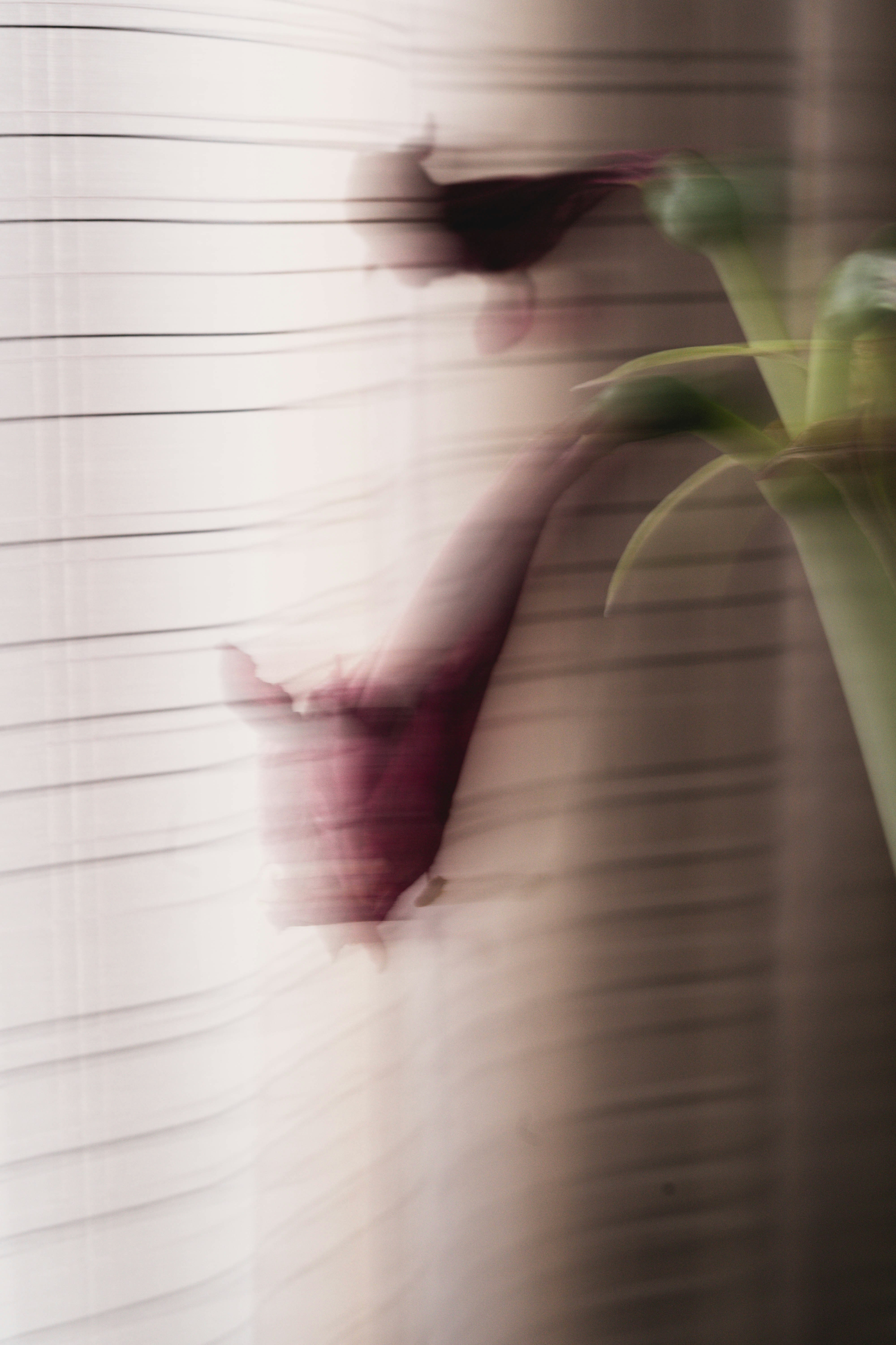 Curtain of Motion: A Soft, Blurred Study of Tubular Petals