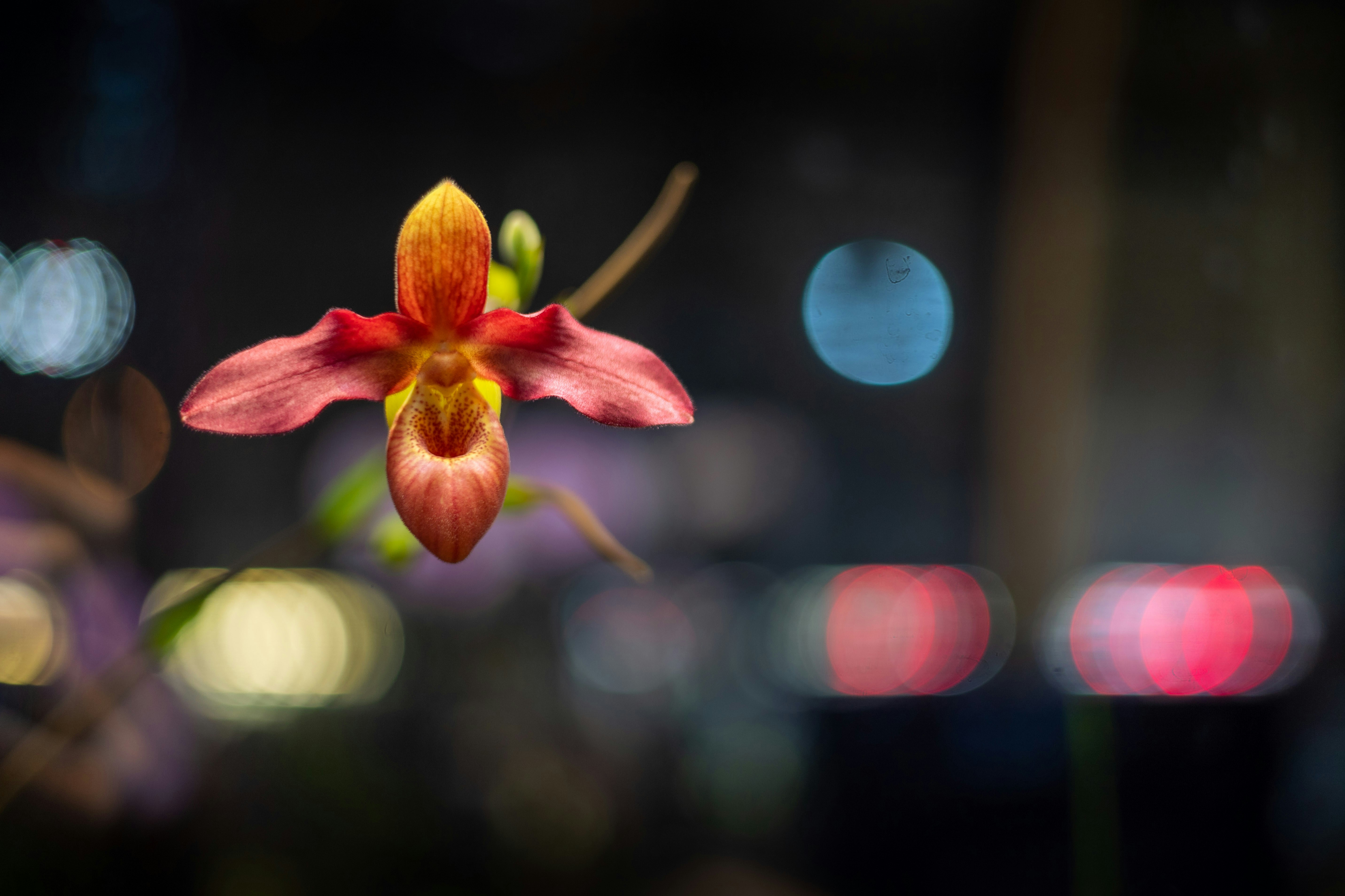 A solitary orchid suspended in nightfall with bokeh orbs