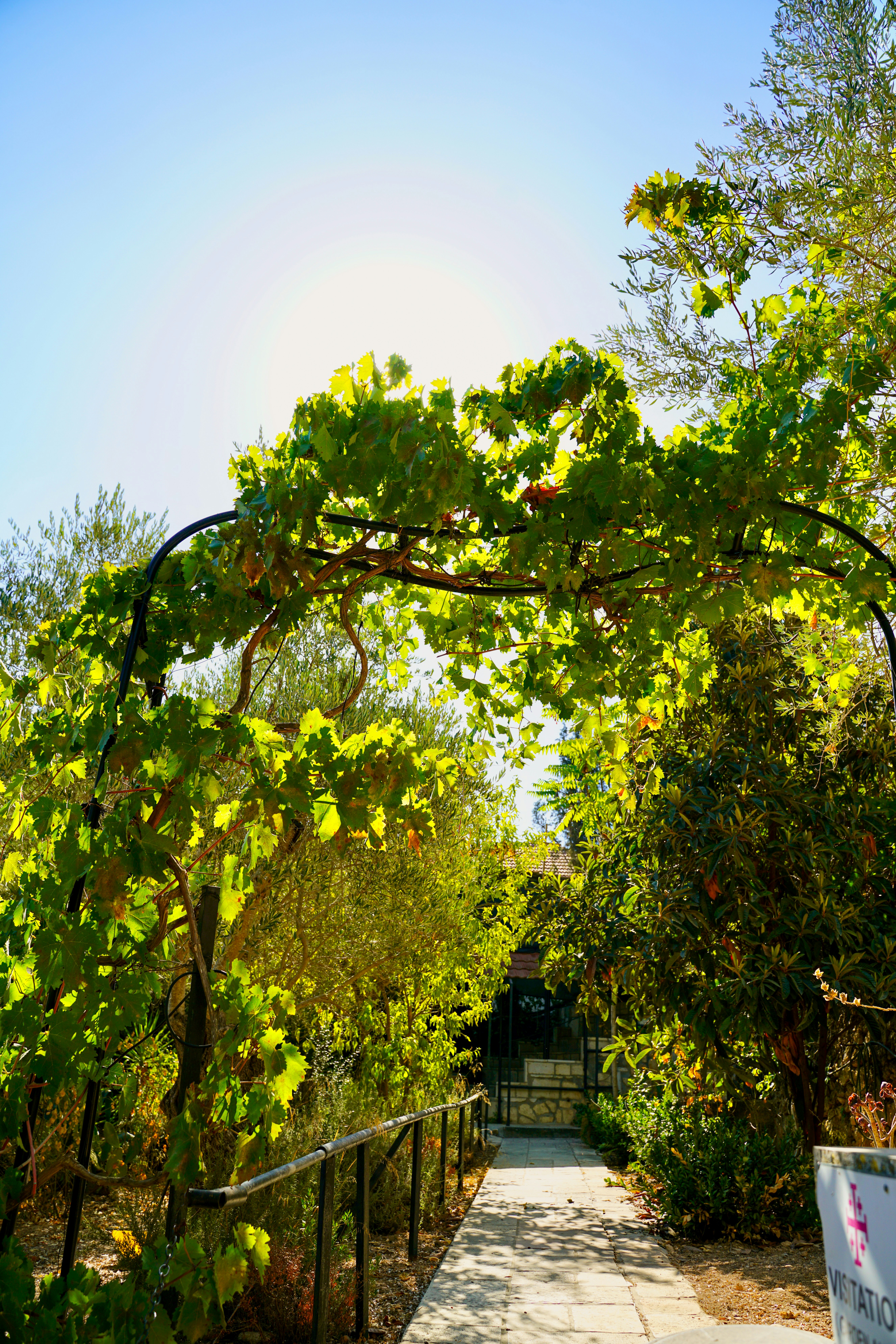 Sunlit Arch of Vines Over a Garden Path