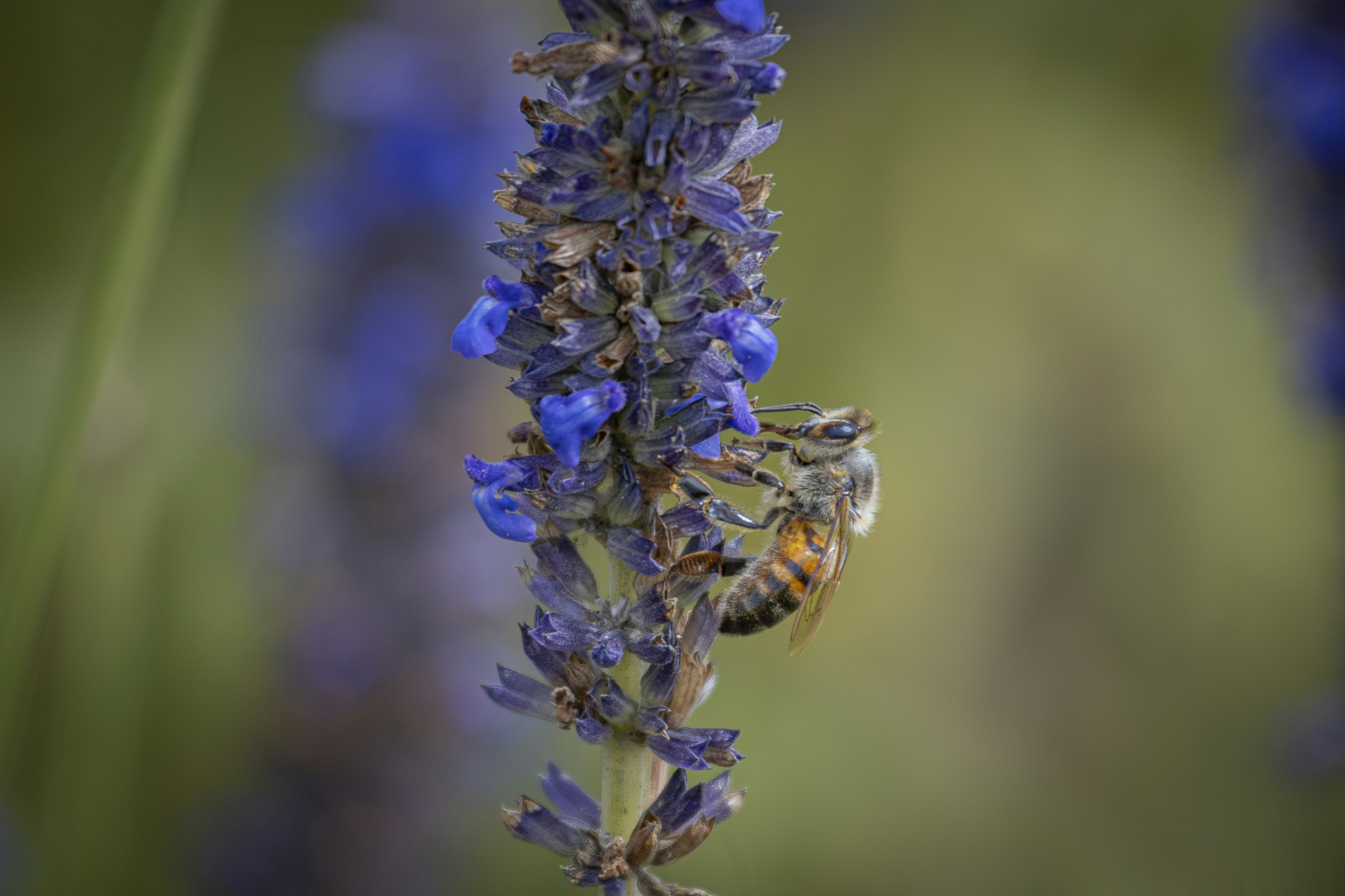 Bee Amid Lavender Spike