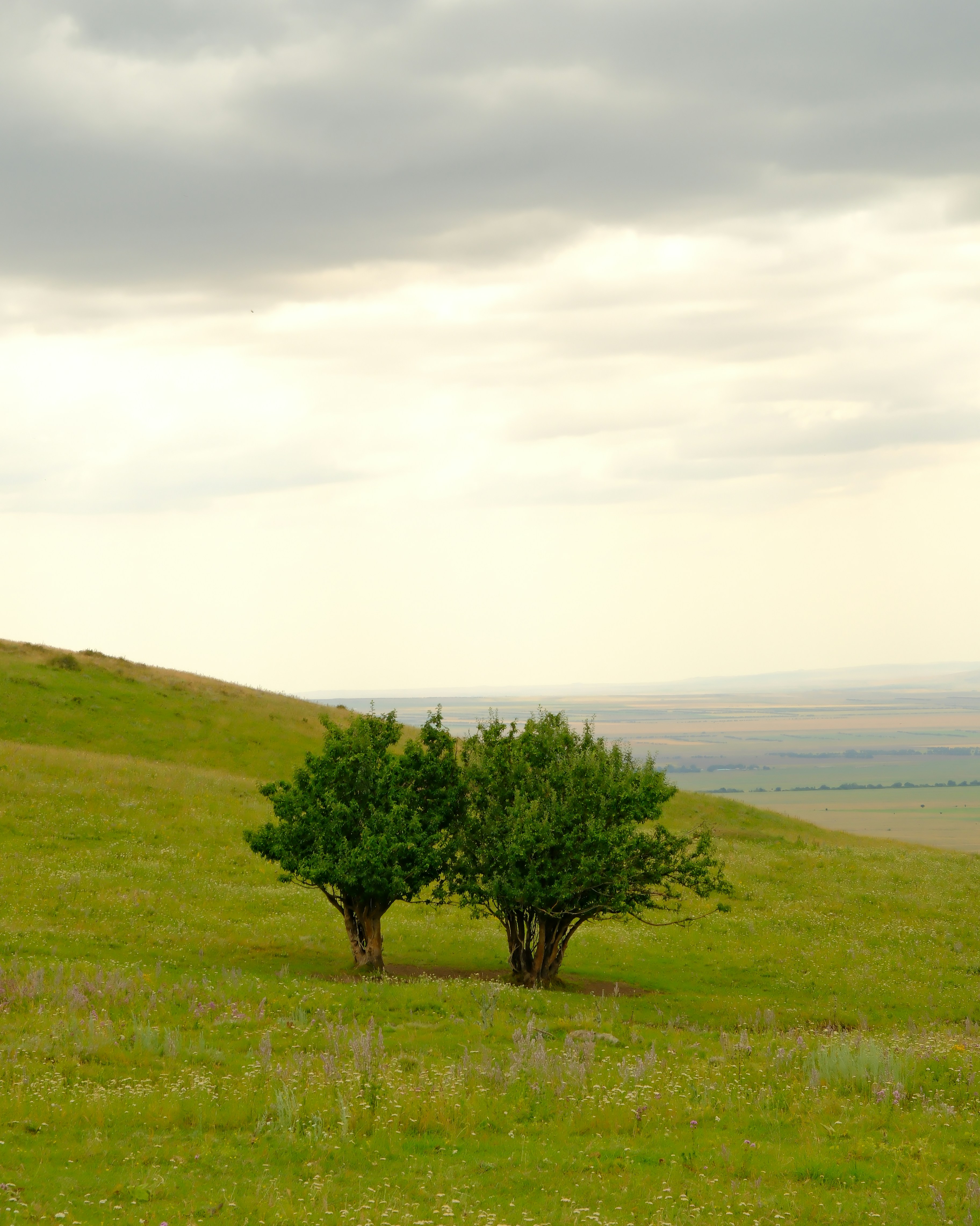 Two Scrubby Trees Standing on a Hillside at Dusk