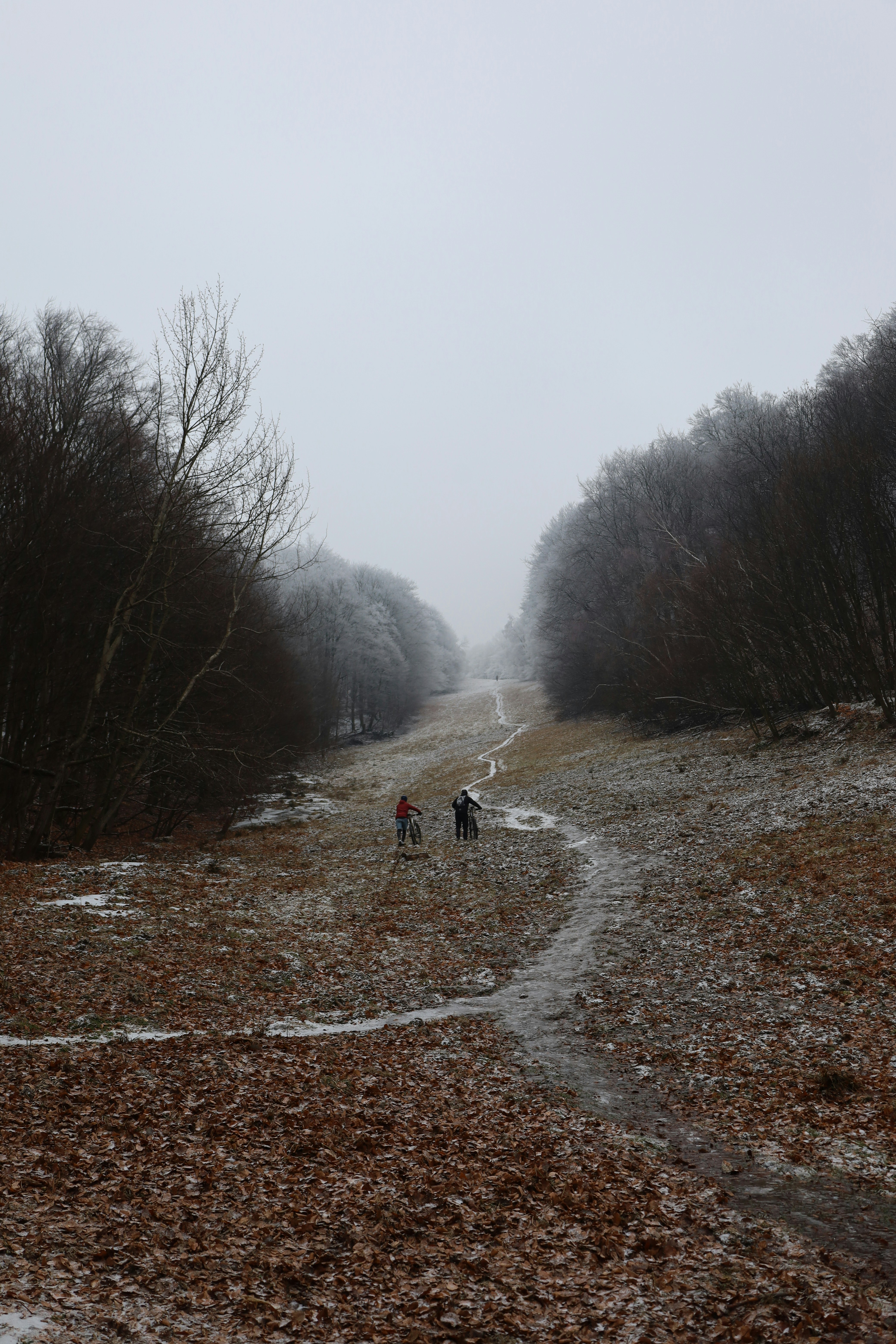 Trail of Mist and Footsteps: A Winter Descent Through Frosted Pines