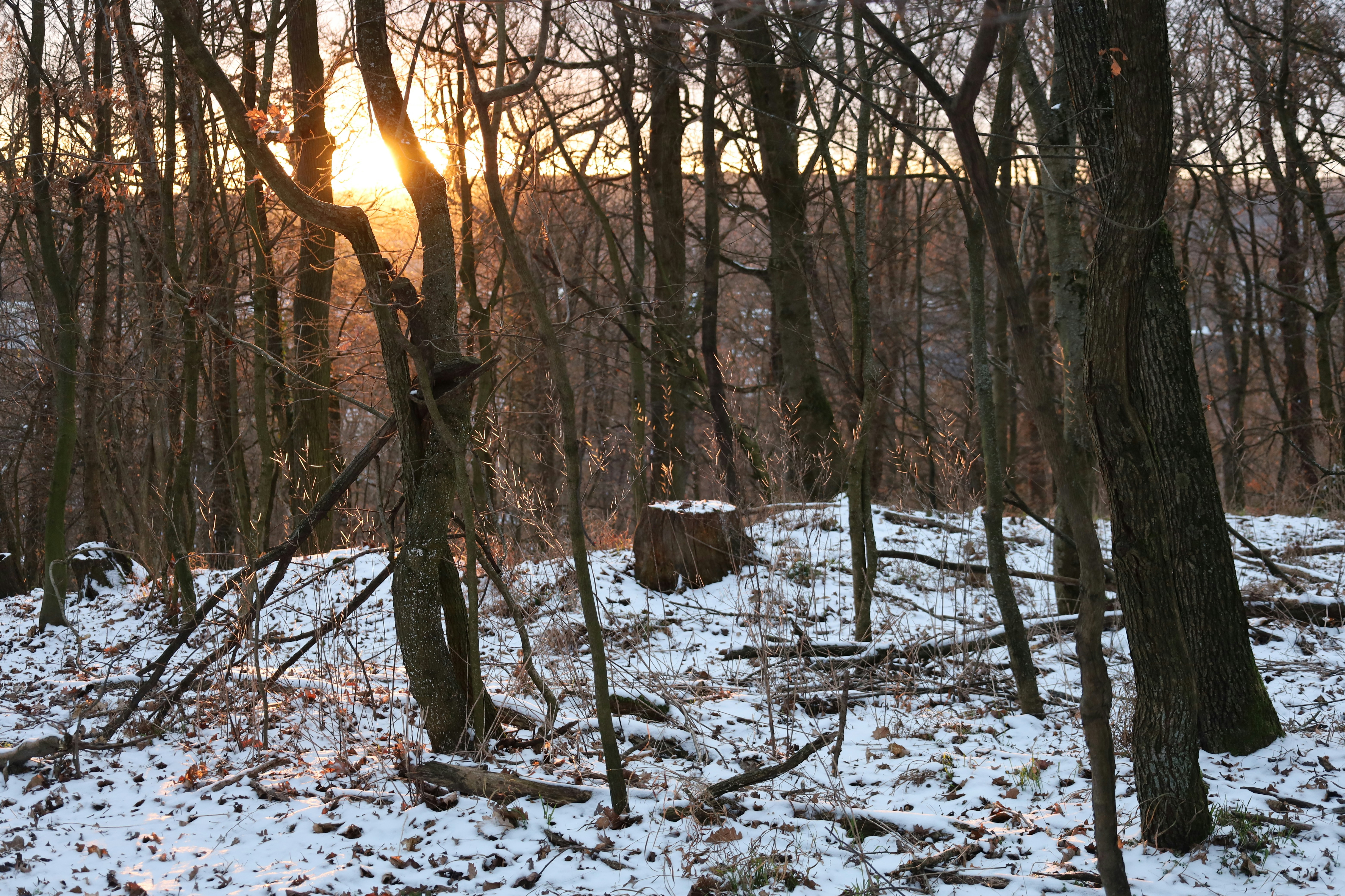 Low Winter Sun Through a Quiet Forest Frame