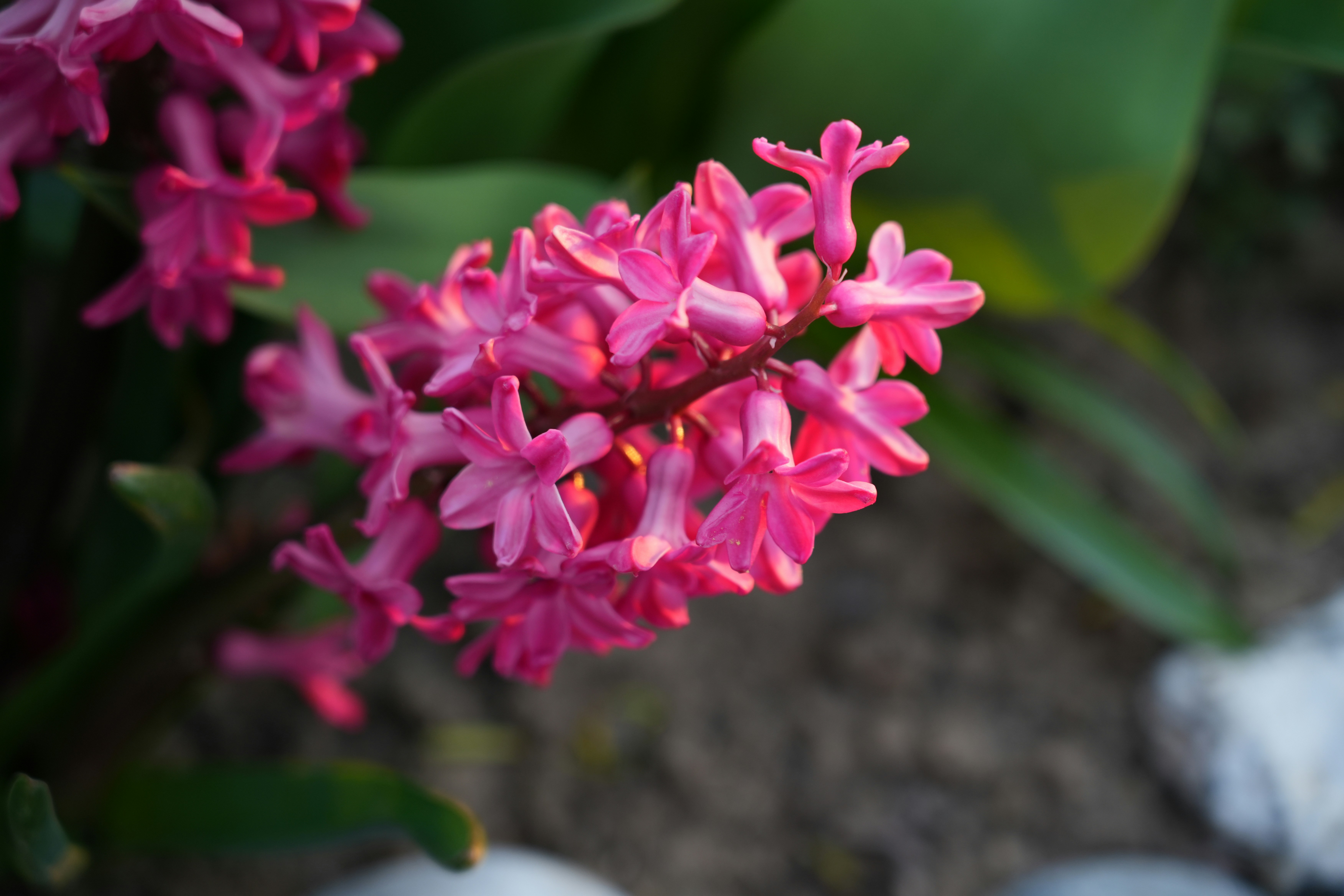 Crimson Cluster: a vivid pink lilac bouquet in soft garden light