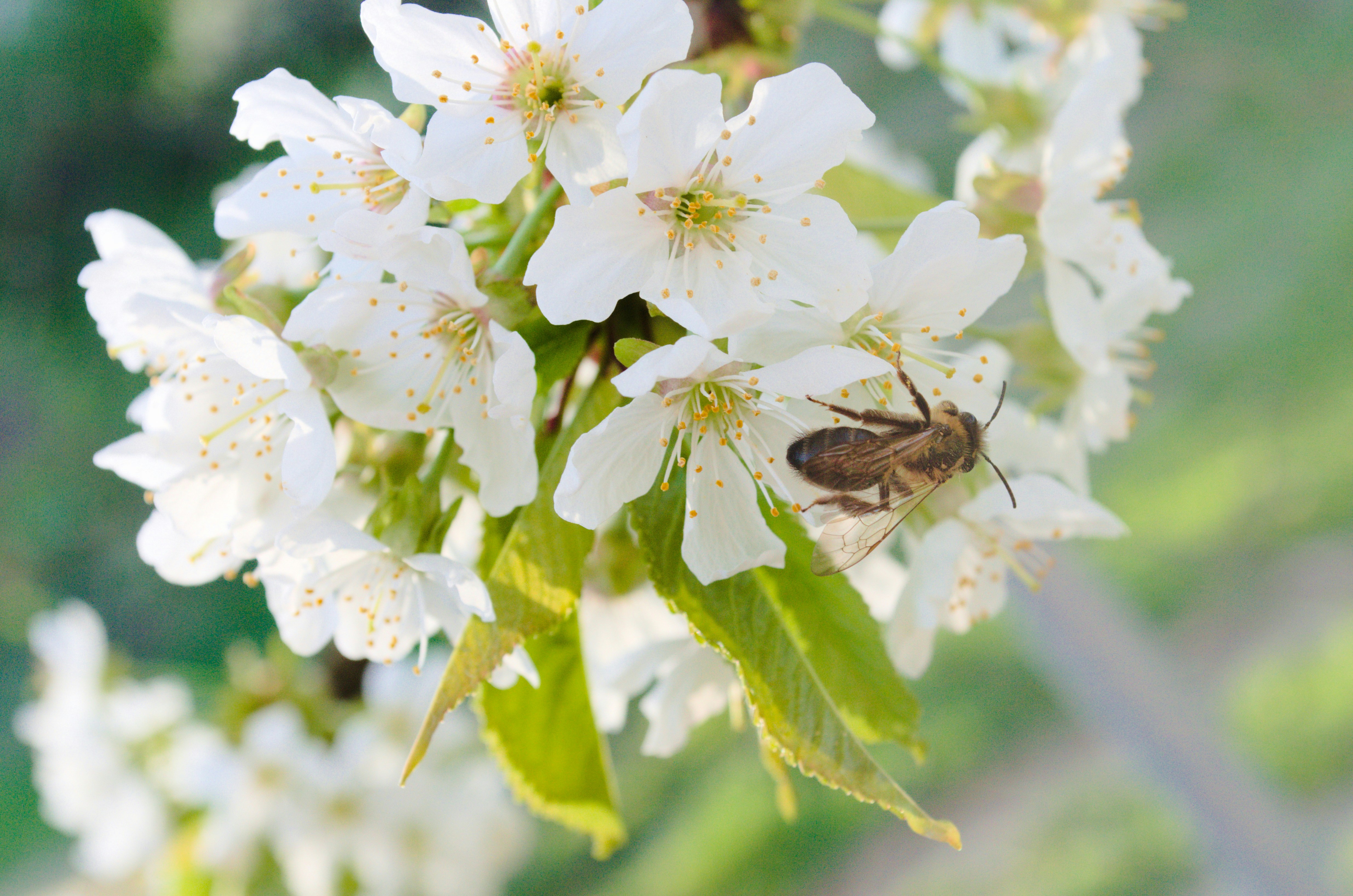 Blossoms and Bee: A Close-Nup Amid White Petals