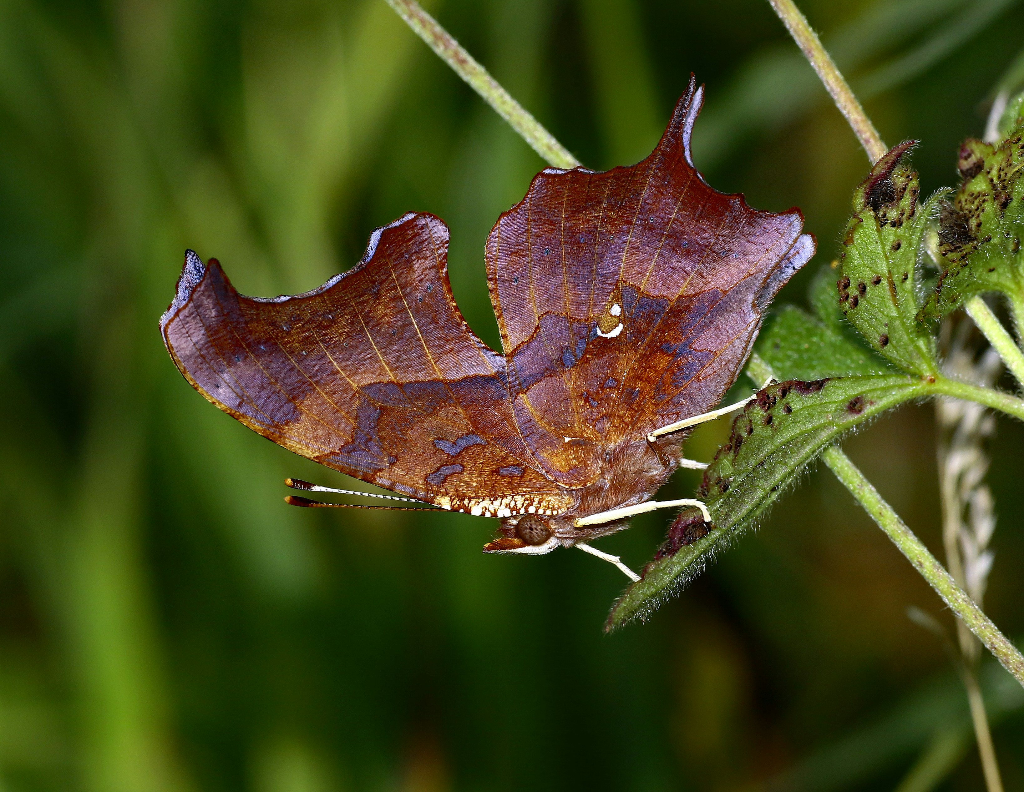 Autumn Leaf Adrift on a Green Spine