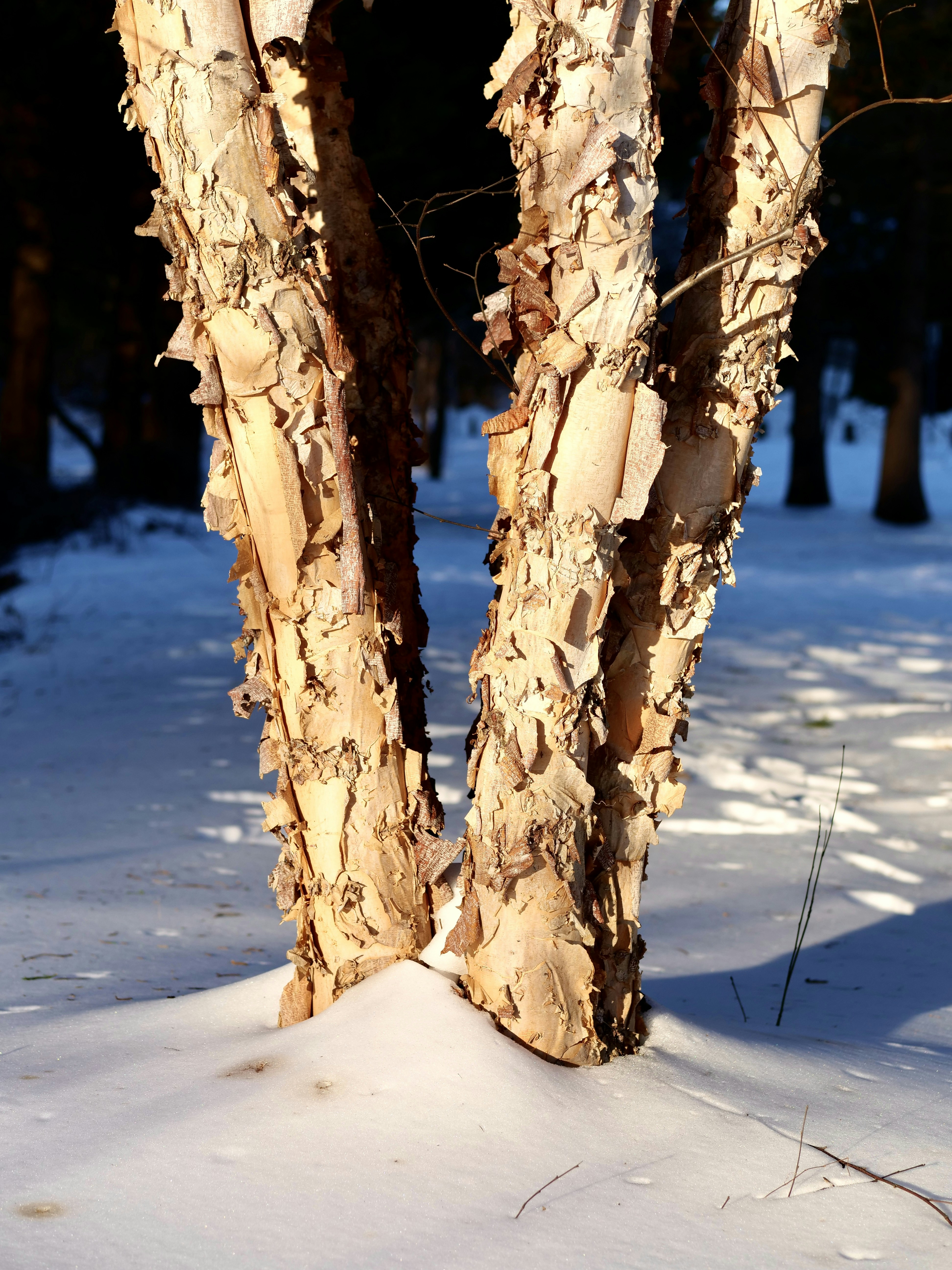 Birch Trunks in Winter Light