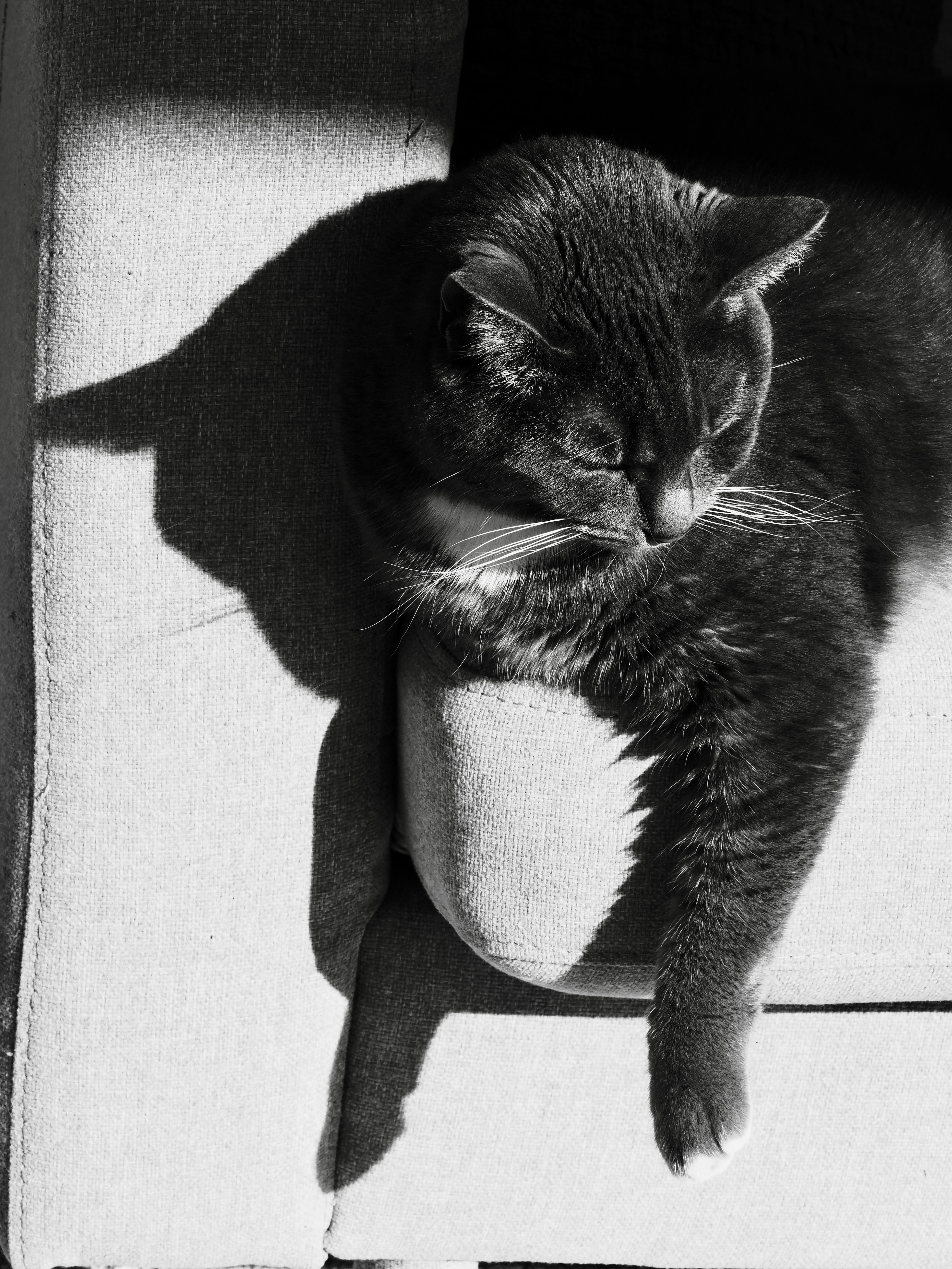 Shadowed Cat in Sunlit Corner
