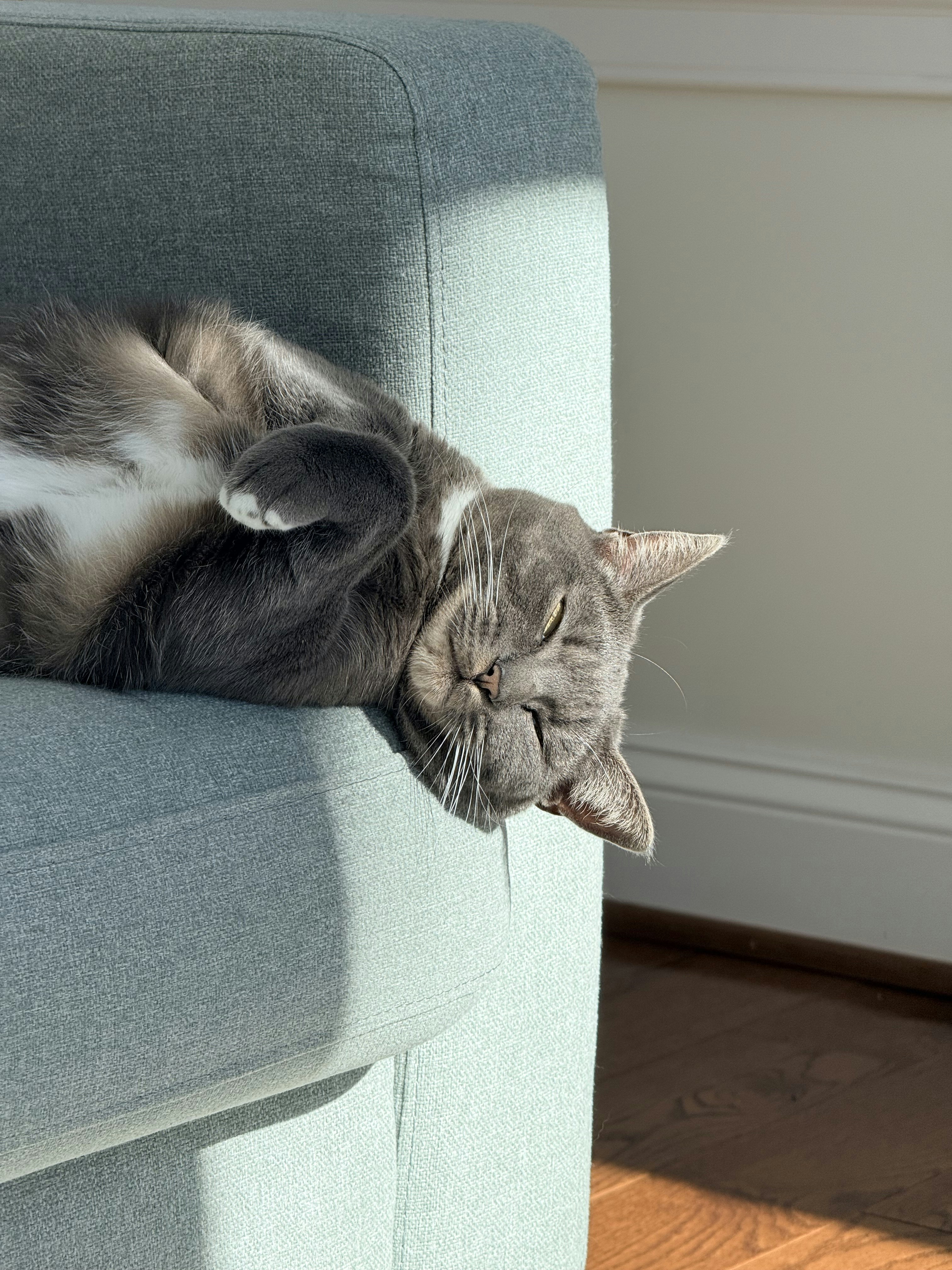 Sunlit Catnap: A Grey Tabby Resting on Teal Upholstery