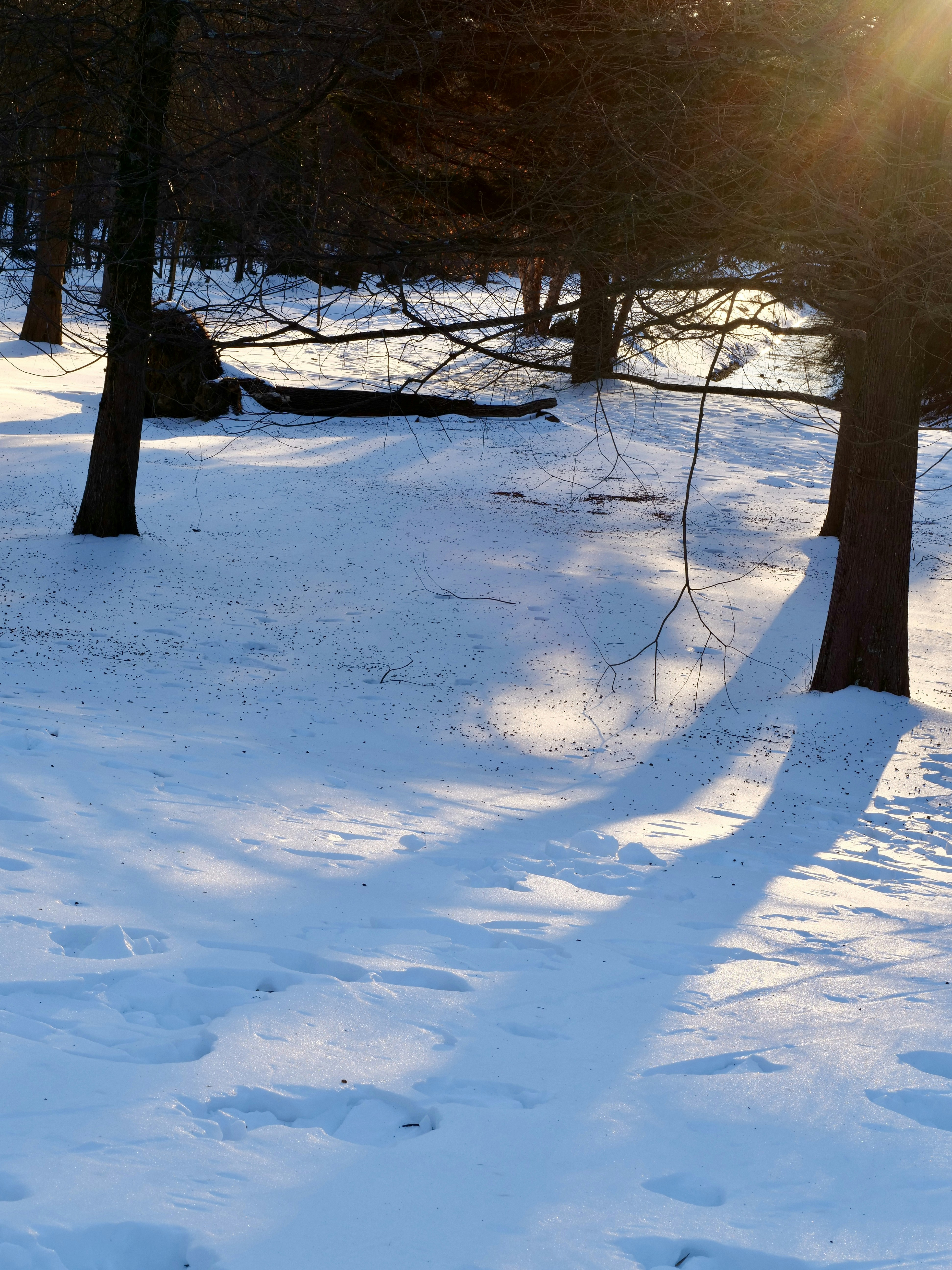 Sunlit Shadows Across a Snow-Quiet Forest