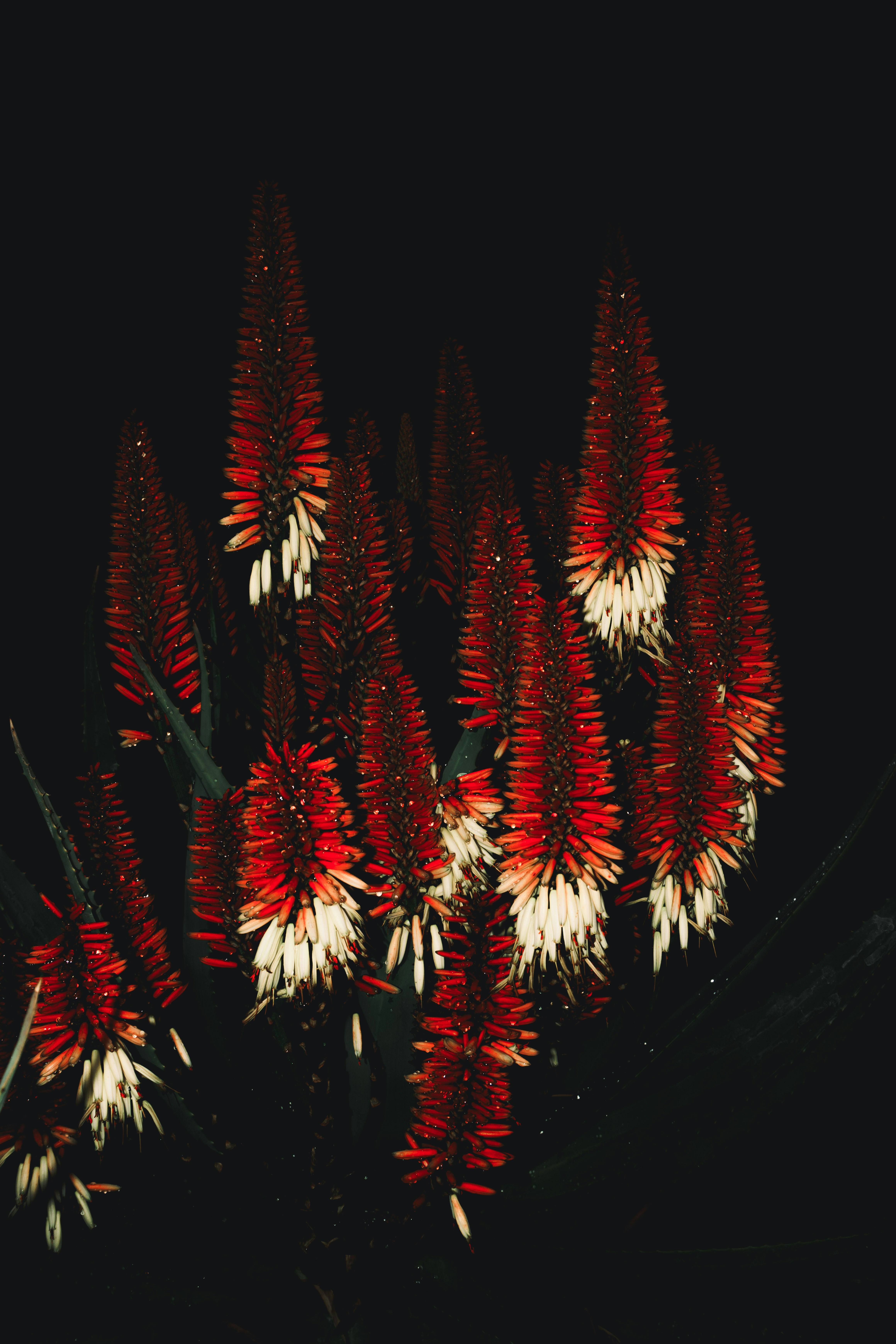 Crimson Spike Bloom: Nightfall of Firetails