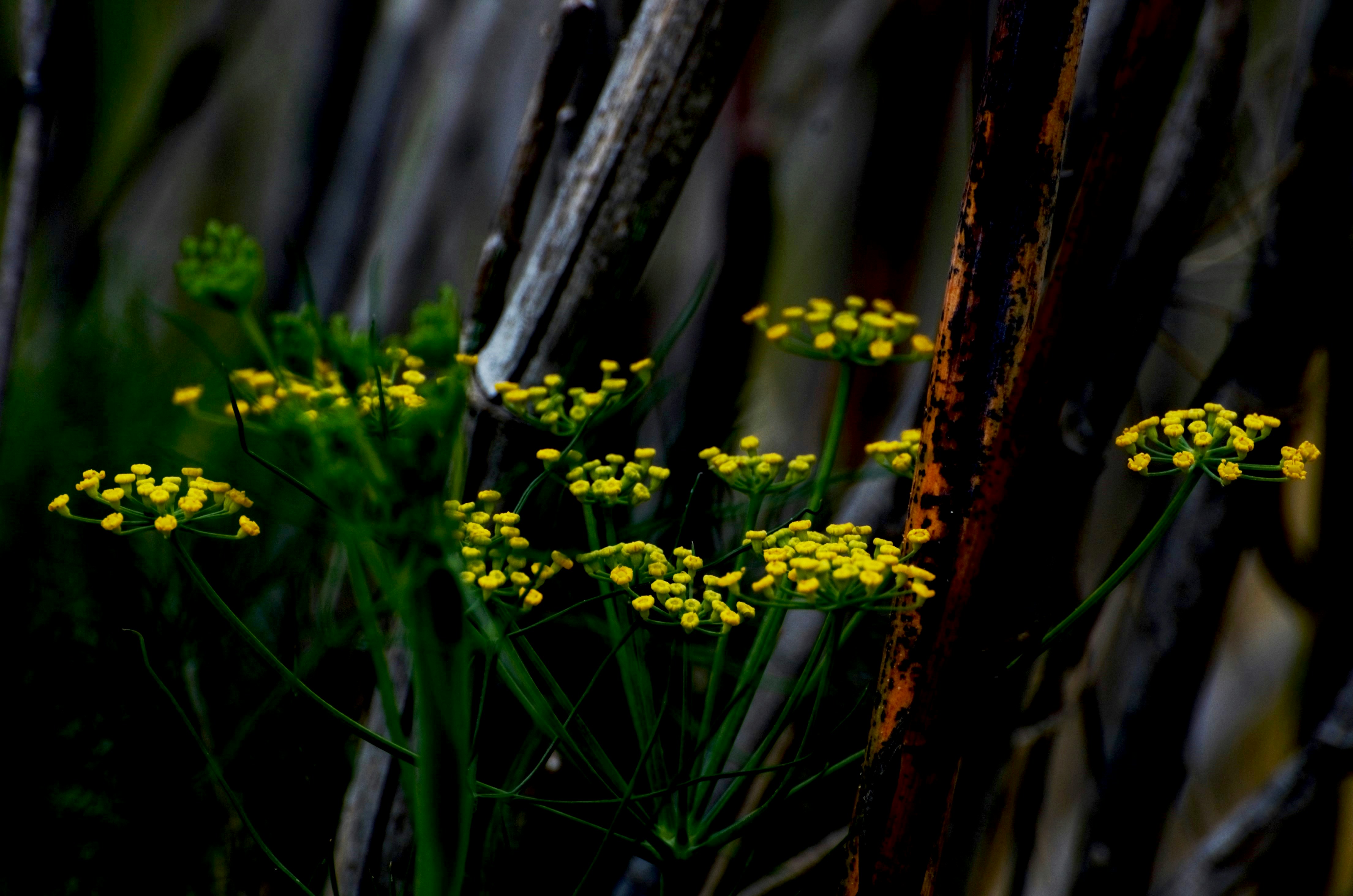 Golden Umbrellas among Weathered Slats