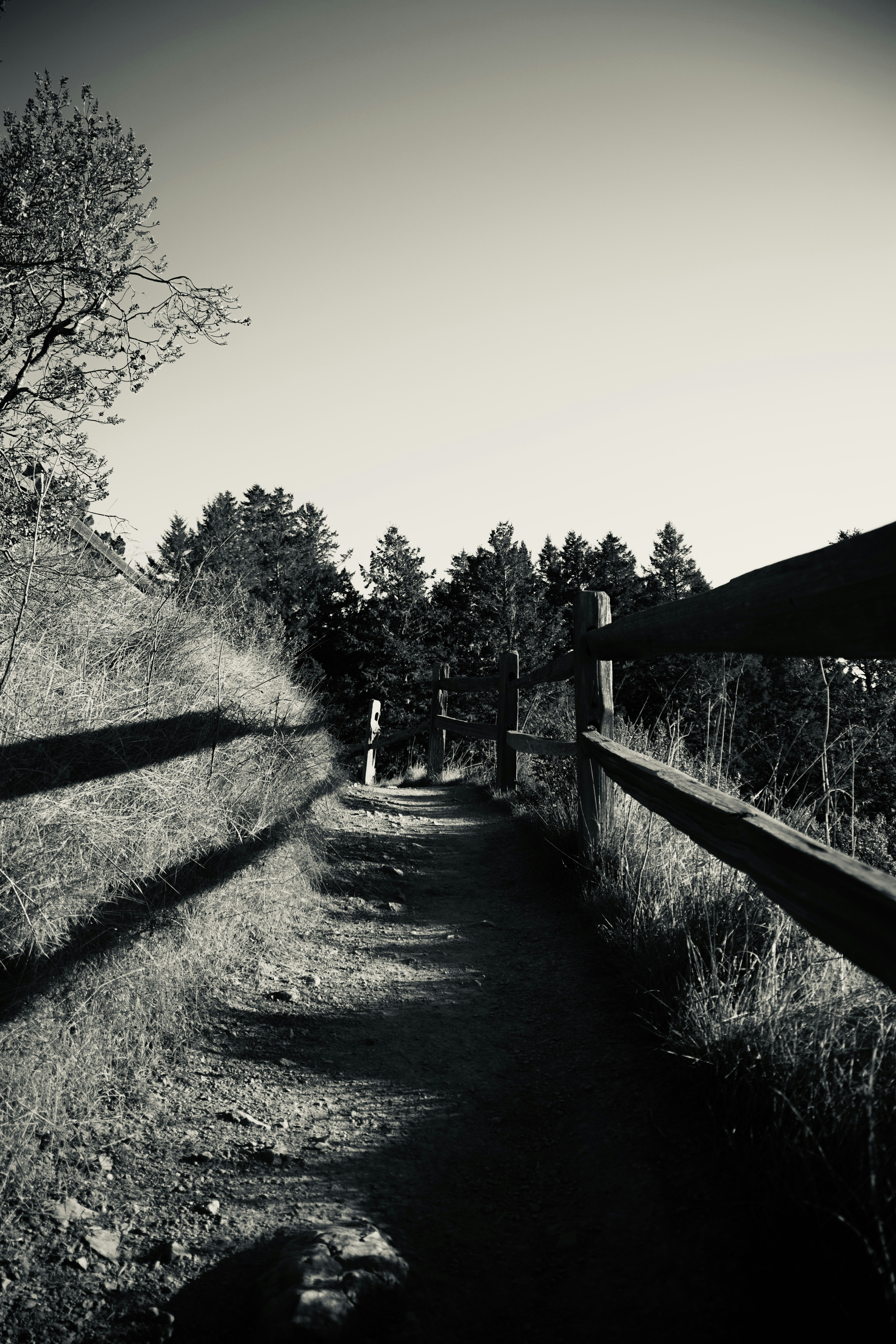 Trail Through Dusk: A Quiet Black-and-White Path Between Fences