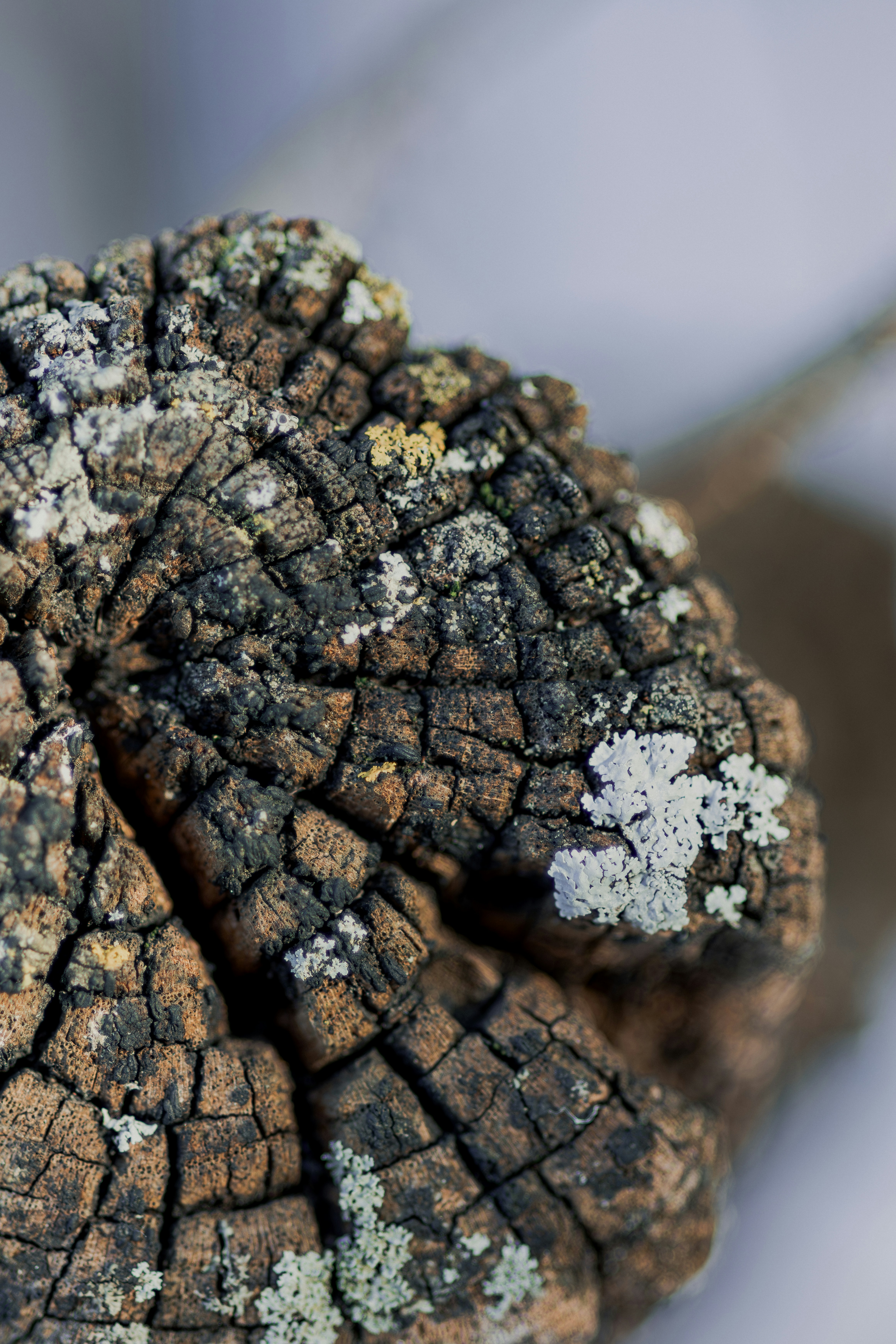 Weathered Knot: A Close-Up of Lichen-Touched Growth Rings