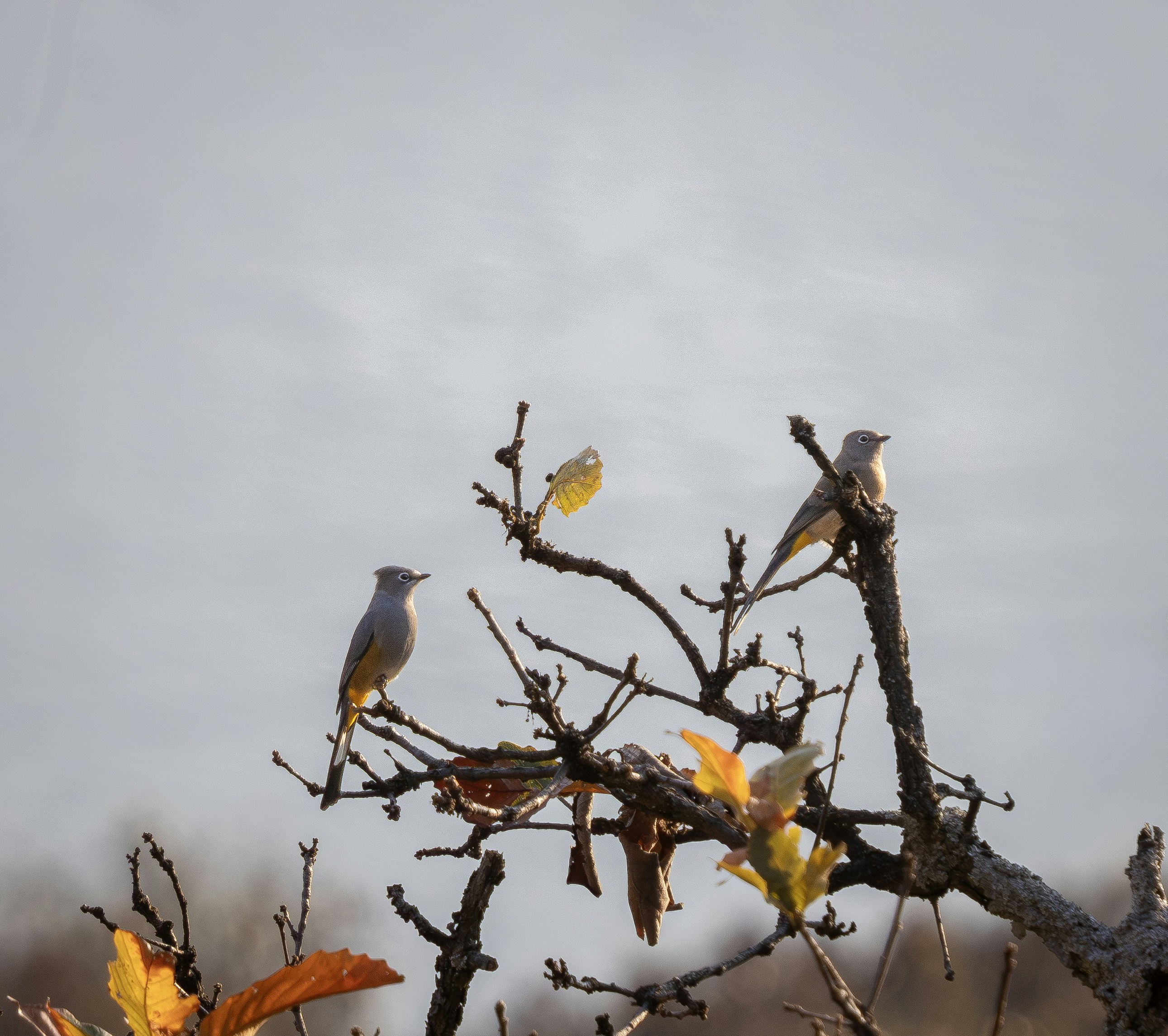 Branch Choir: Small Birds on a Winter Twig