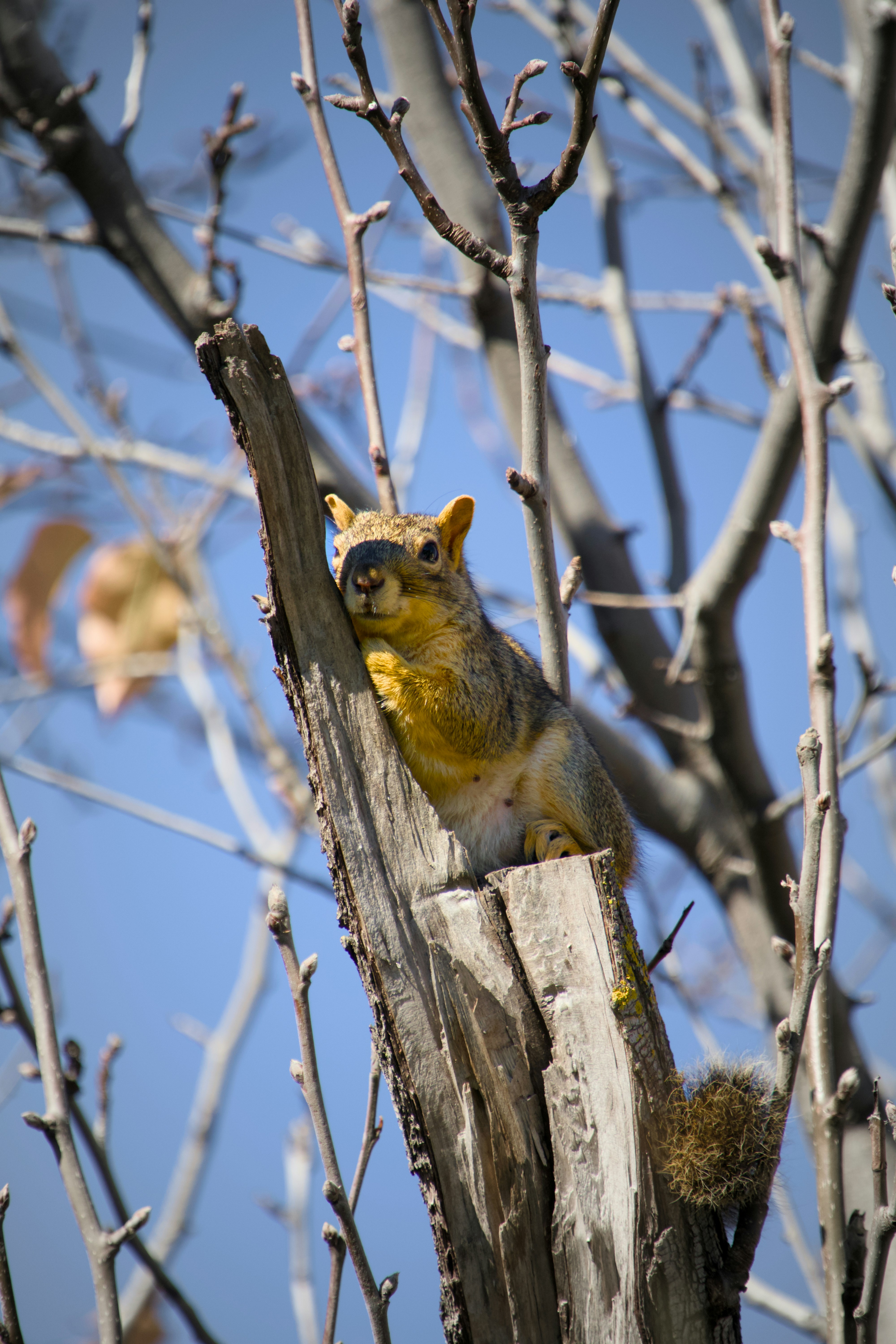 Squirrel Perched on Weathered Timber in Bright Blue Sky