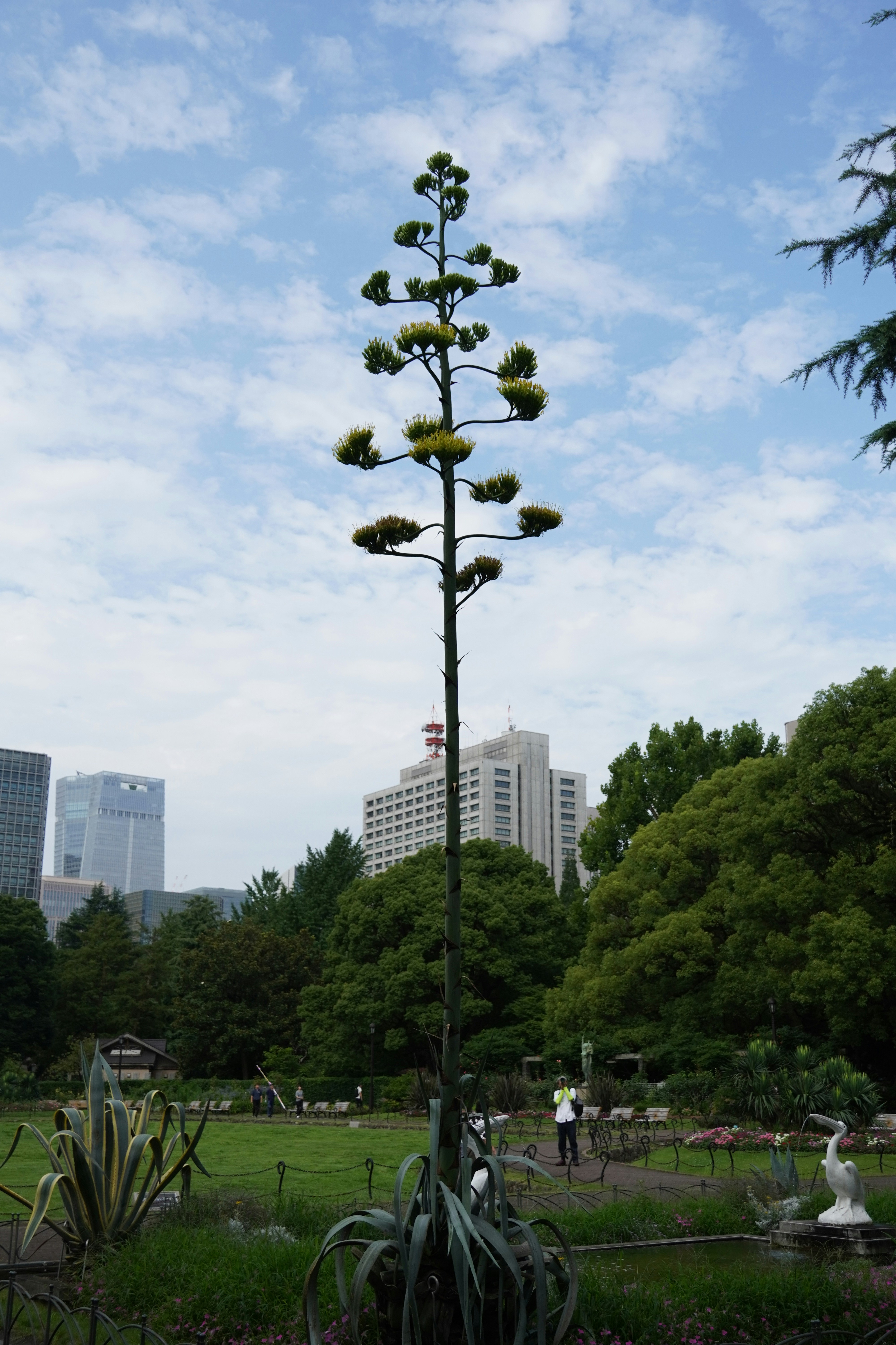 Tall, multi-tiered succulent tree reaching toward a bright sky
