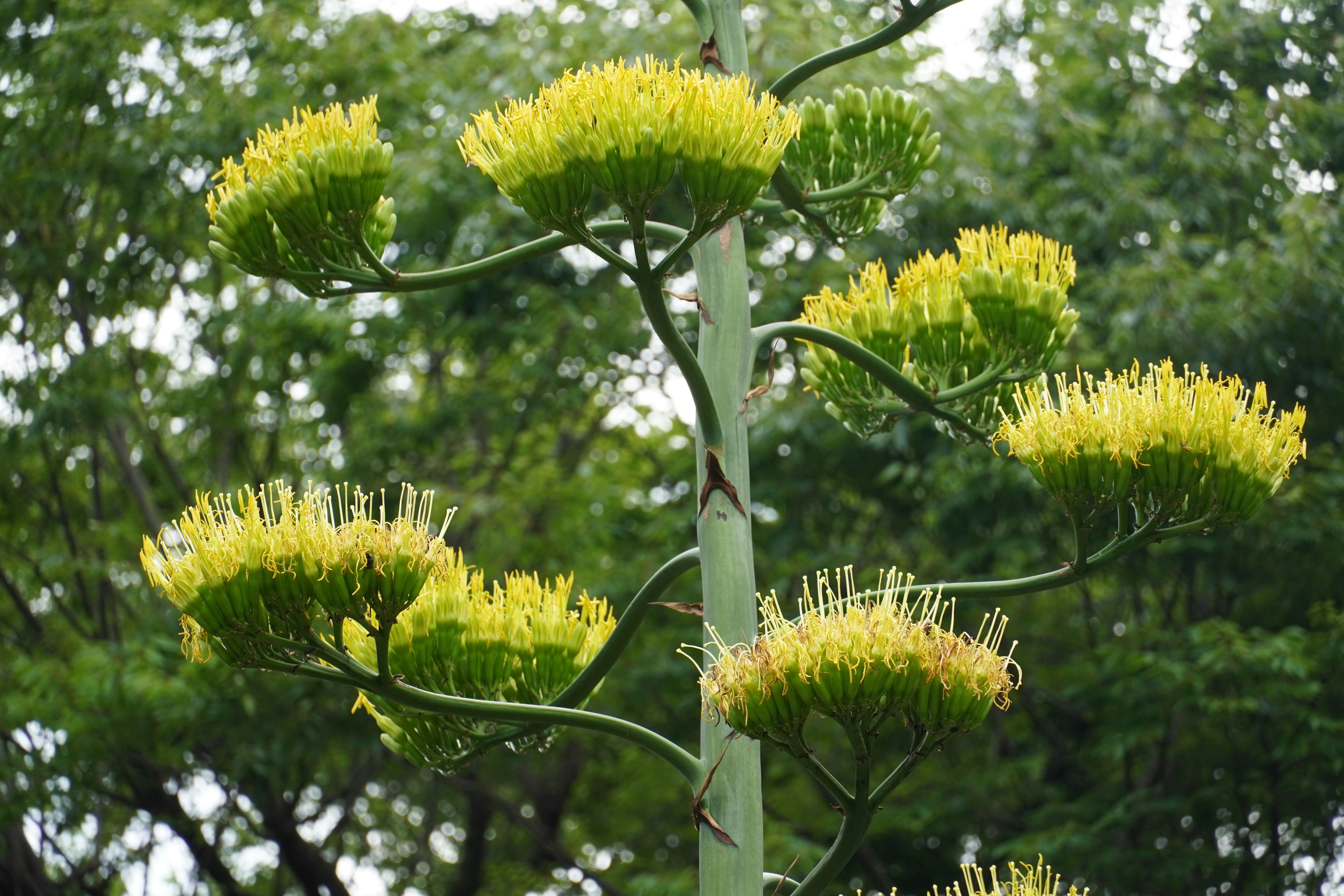 Yellow-topped Umbrella Fern: a tall stalk with clustered blossoms rising into a green canopy