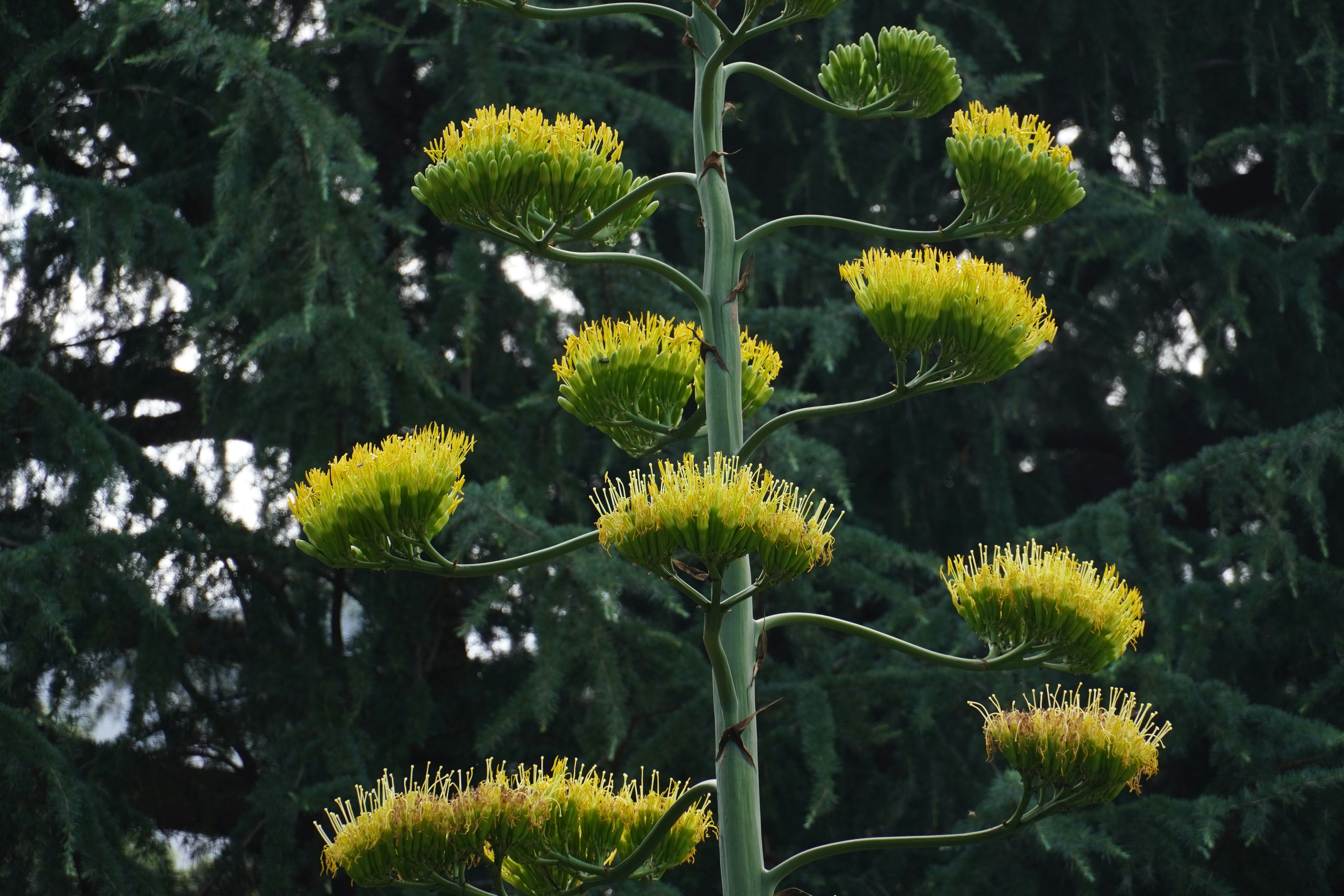 Vertical Cypress-Flower Limb Reaches Toward Light