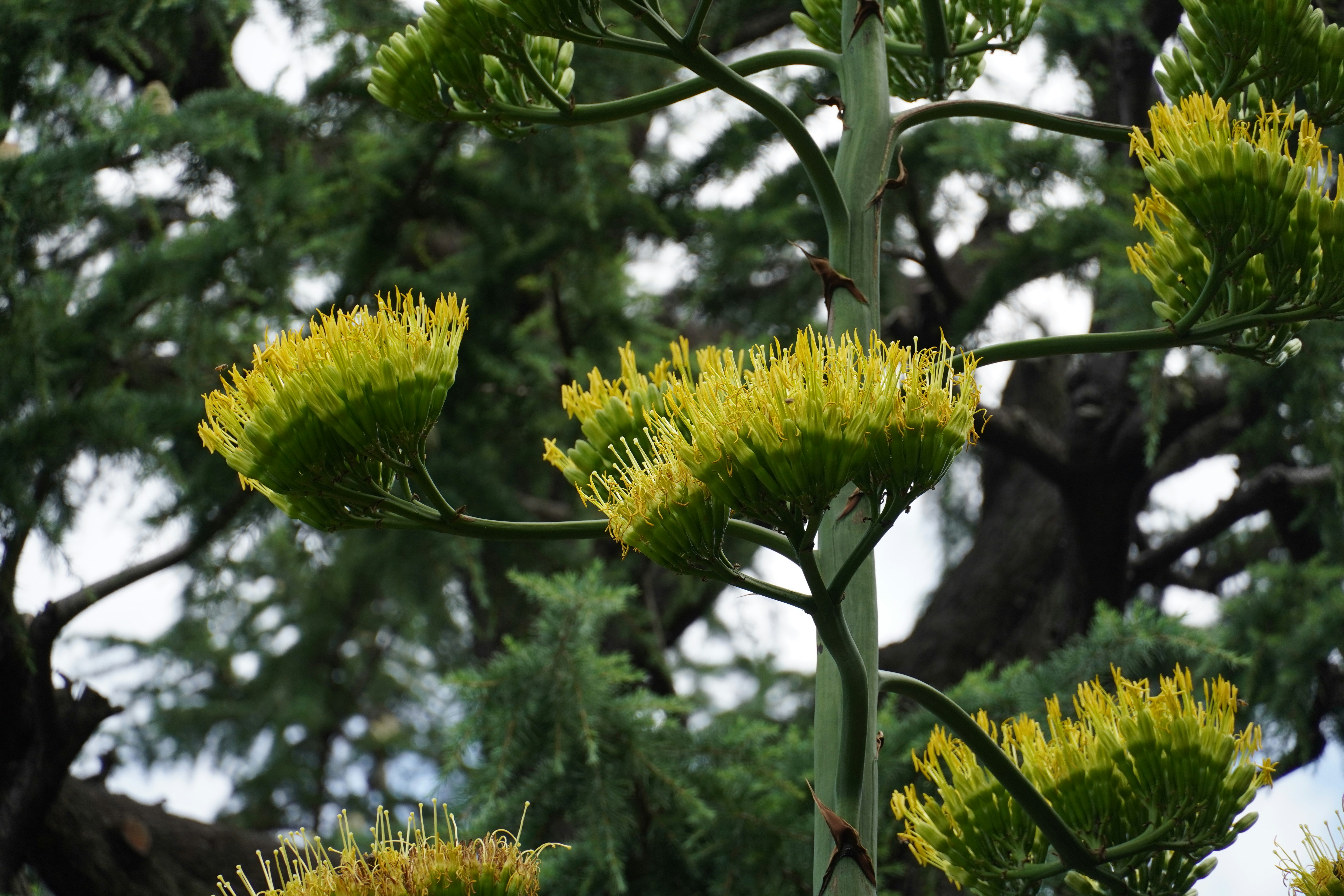Sunlit Umbrella Heads: Close-up of Yellow-Flowered Stems Against a Dark Forest Backdrop