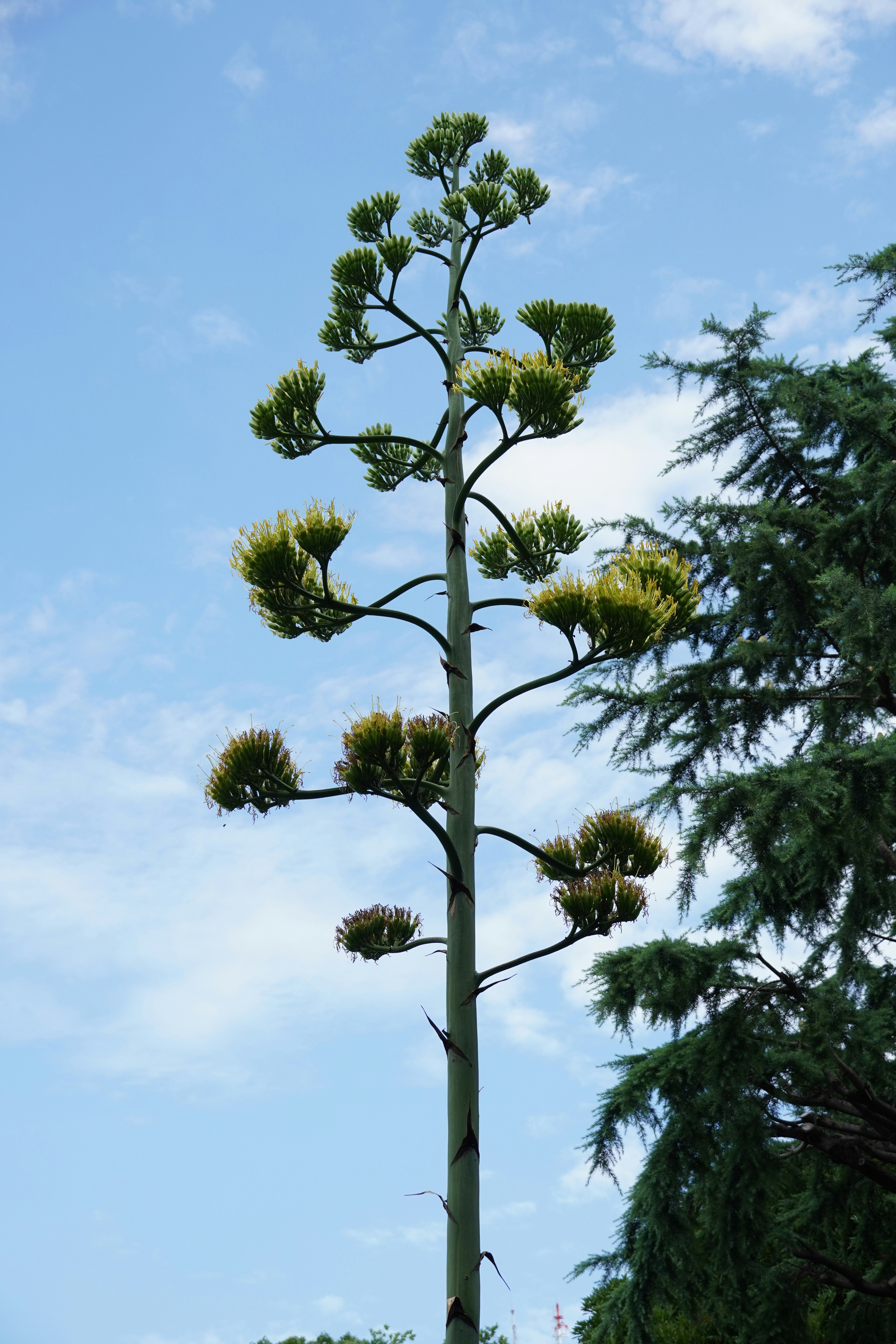 The Skyward Spiral: An Arbor of Unconventional Branching