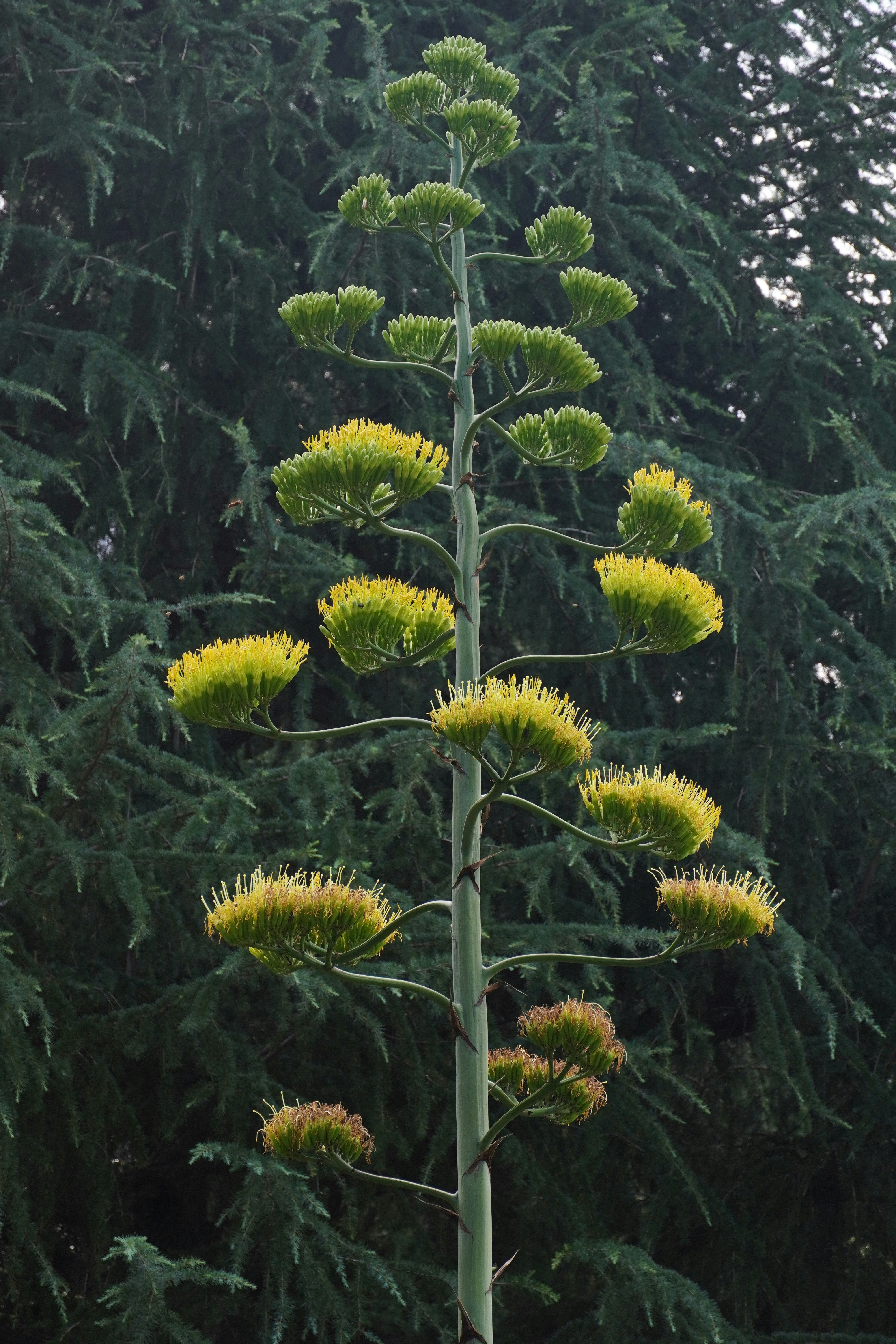Verdant Spire: A Tall Floriferous Column Rising Through Dark Foliage