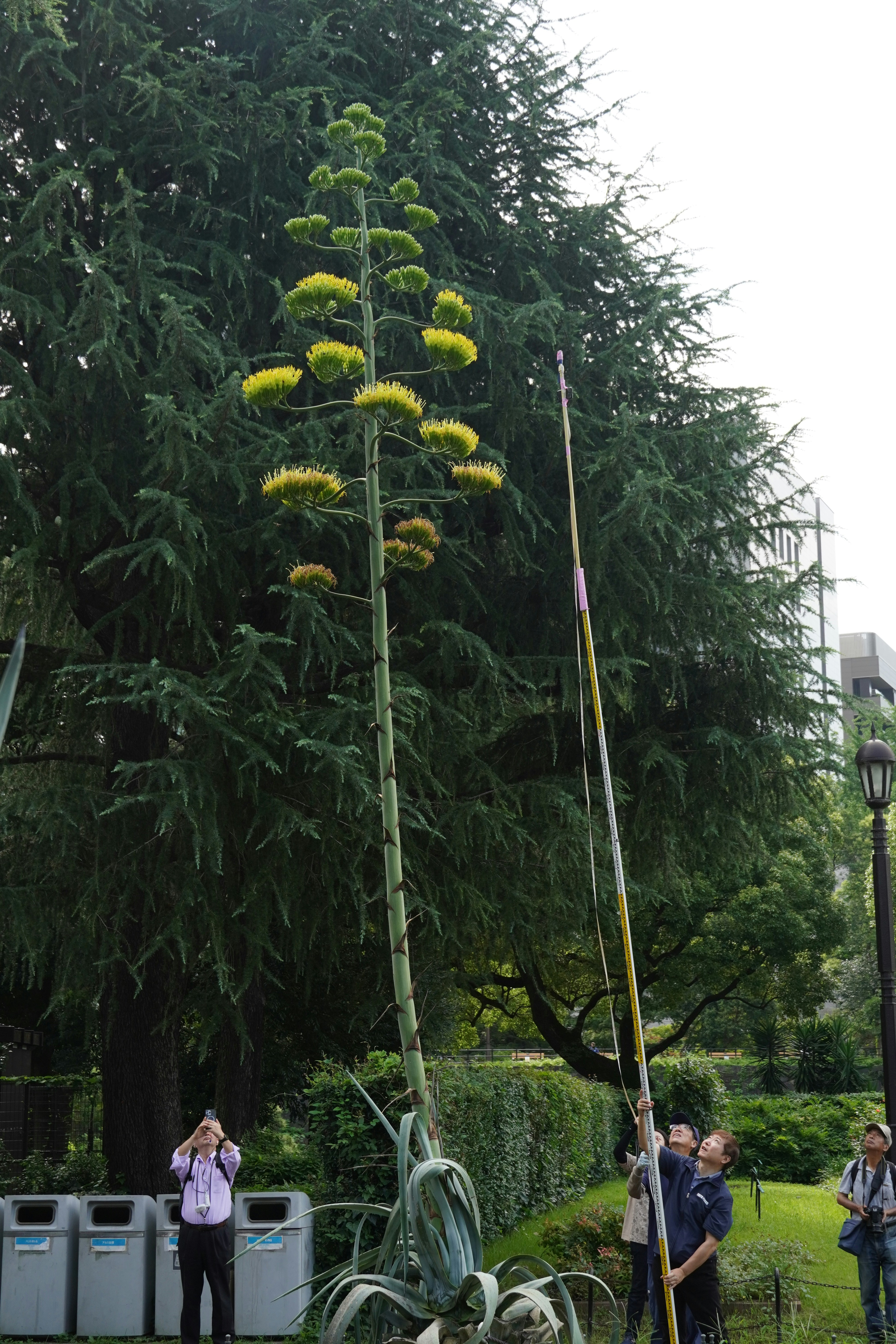 Height of Resolve: The Tall Flower and the Arching Spear in a Urban Garden