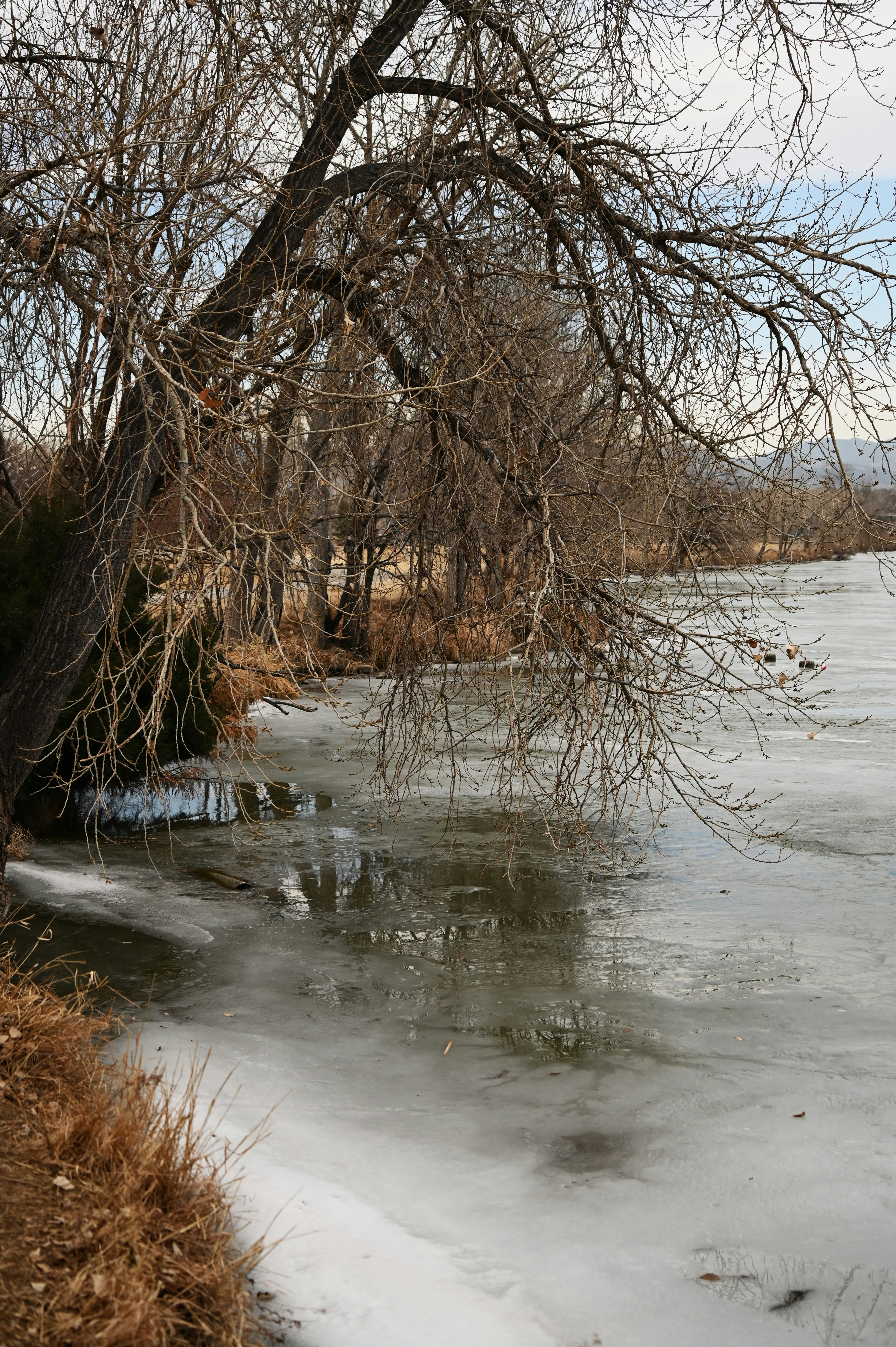 Winter Shoreline Beneath a Weeping Tree