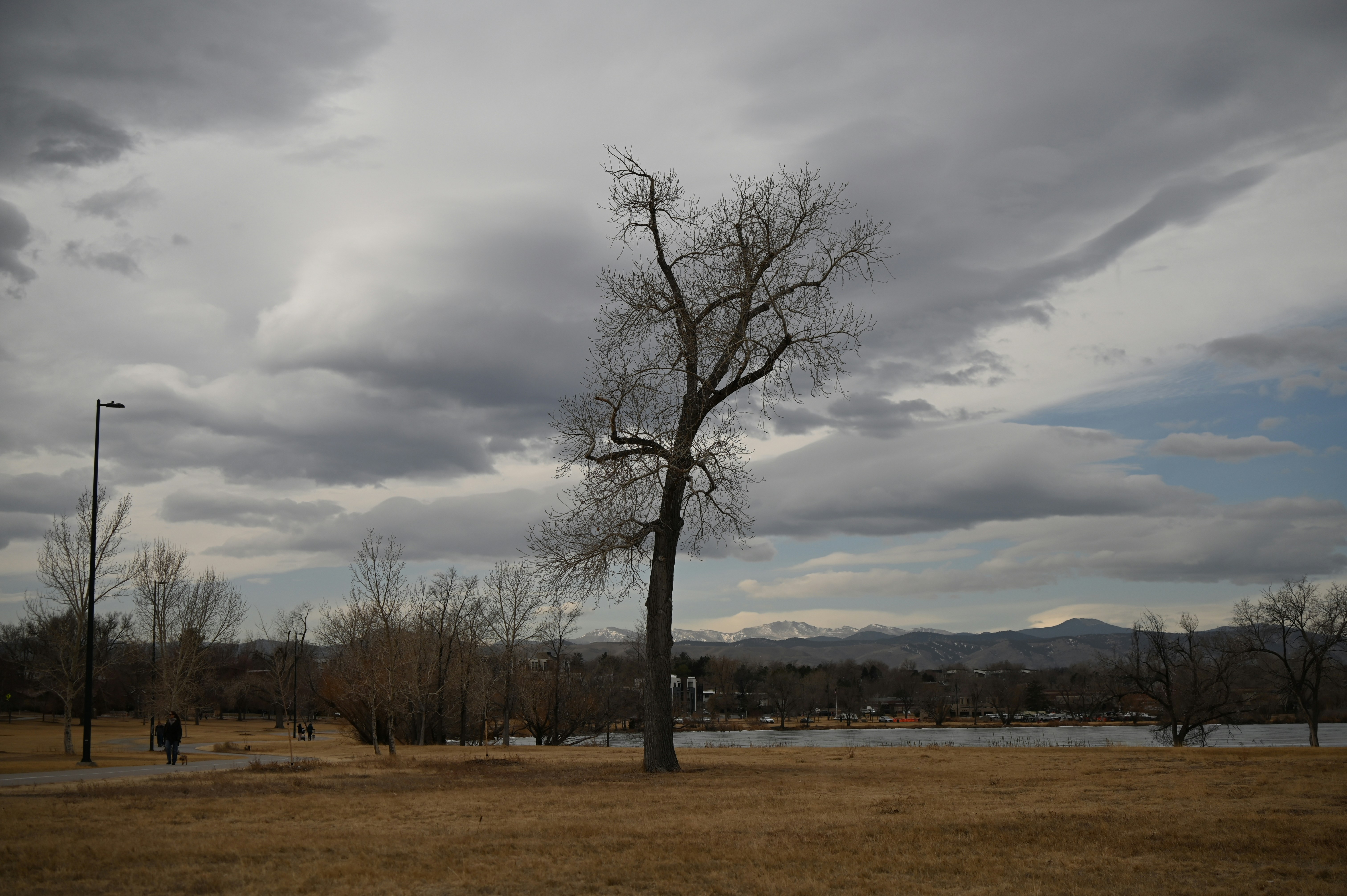 Lonely Tree Standing Against a Skyscape Mosaic