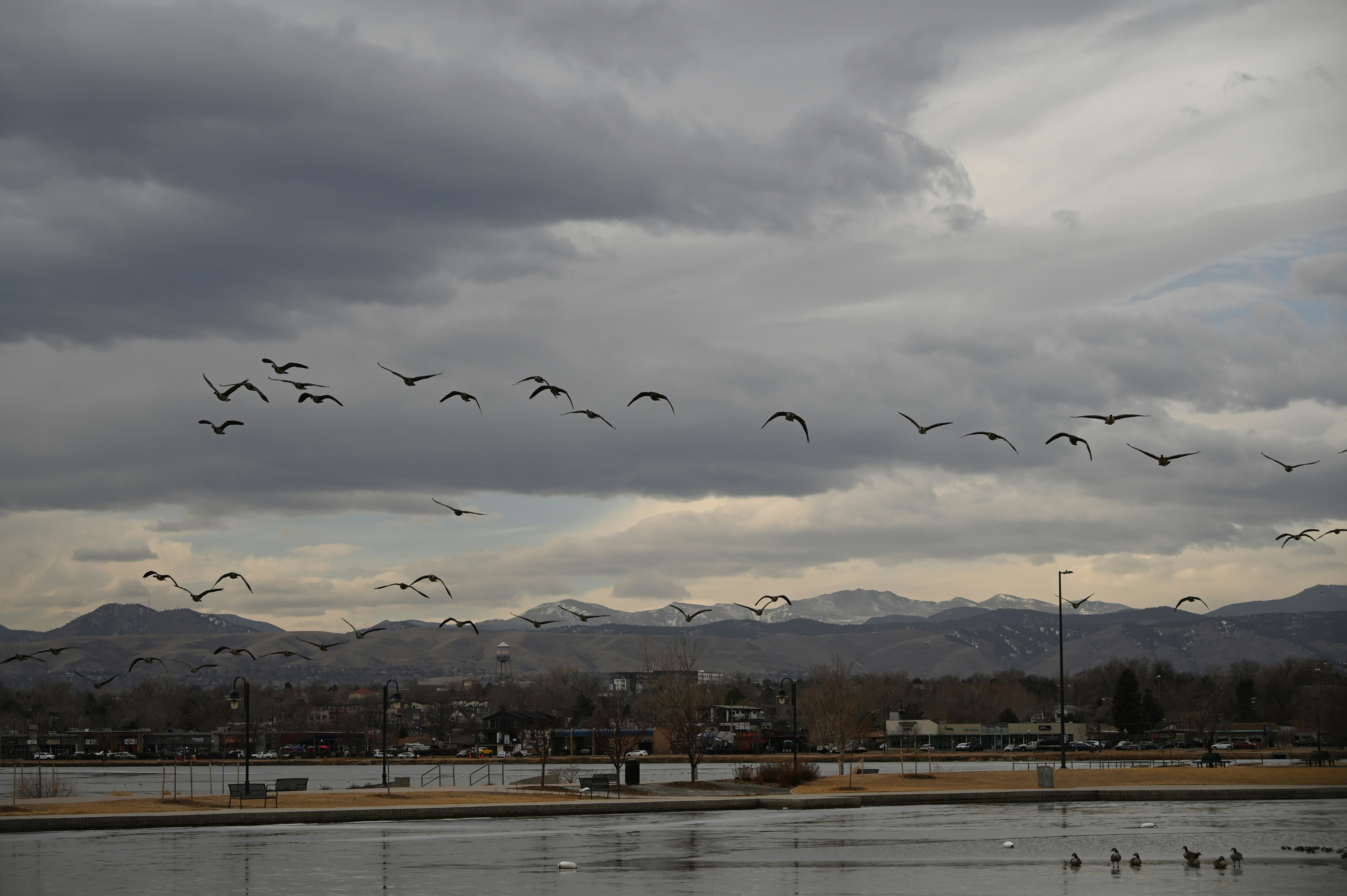 Migrating V-formation over a lakeside town at dusk