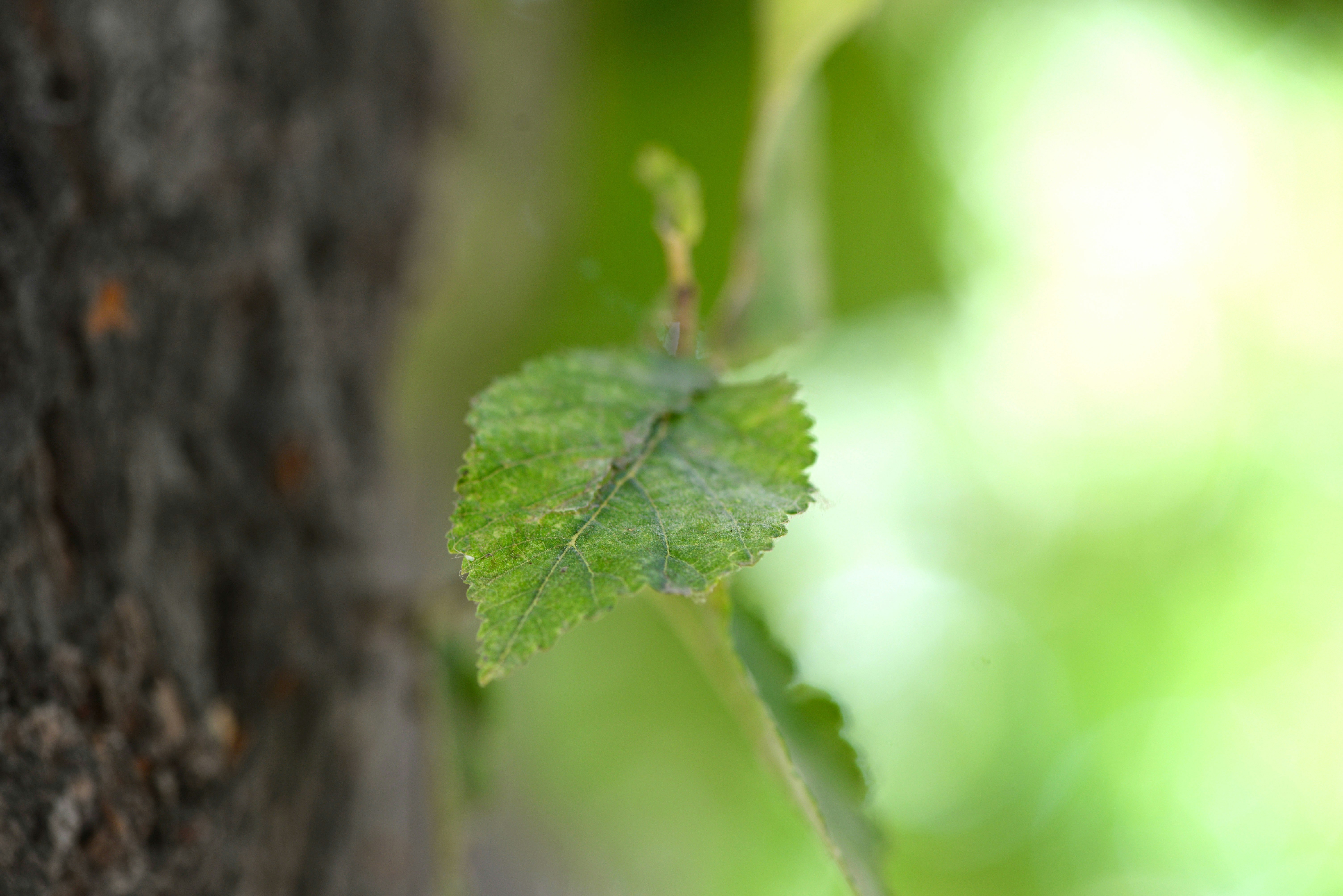 Lone Leaf on the Edge: A Quiet Moment by the Tree Trunk