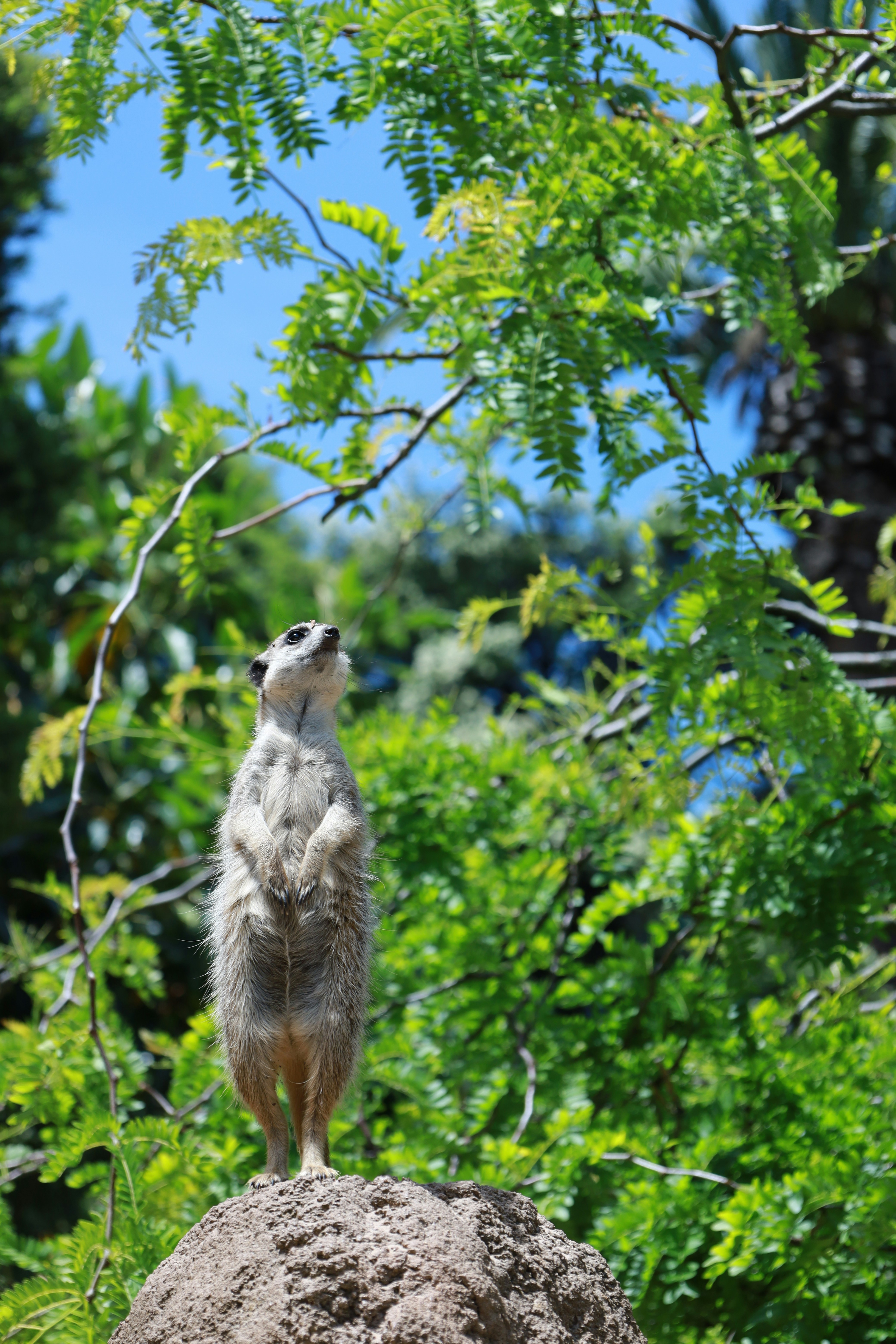 Sentinel on the Stone: A Ground Squirrel Guards the Peak