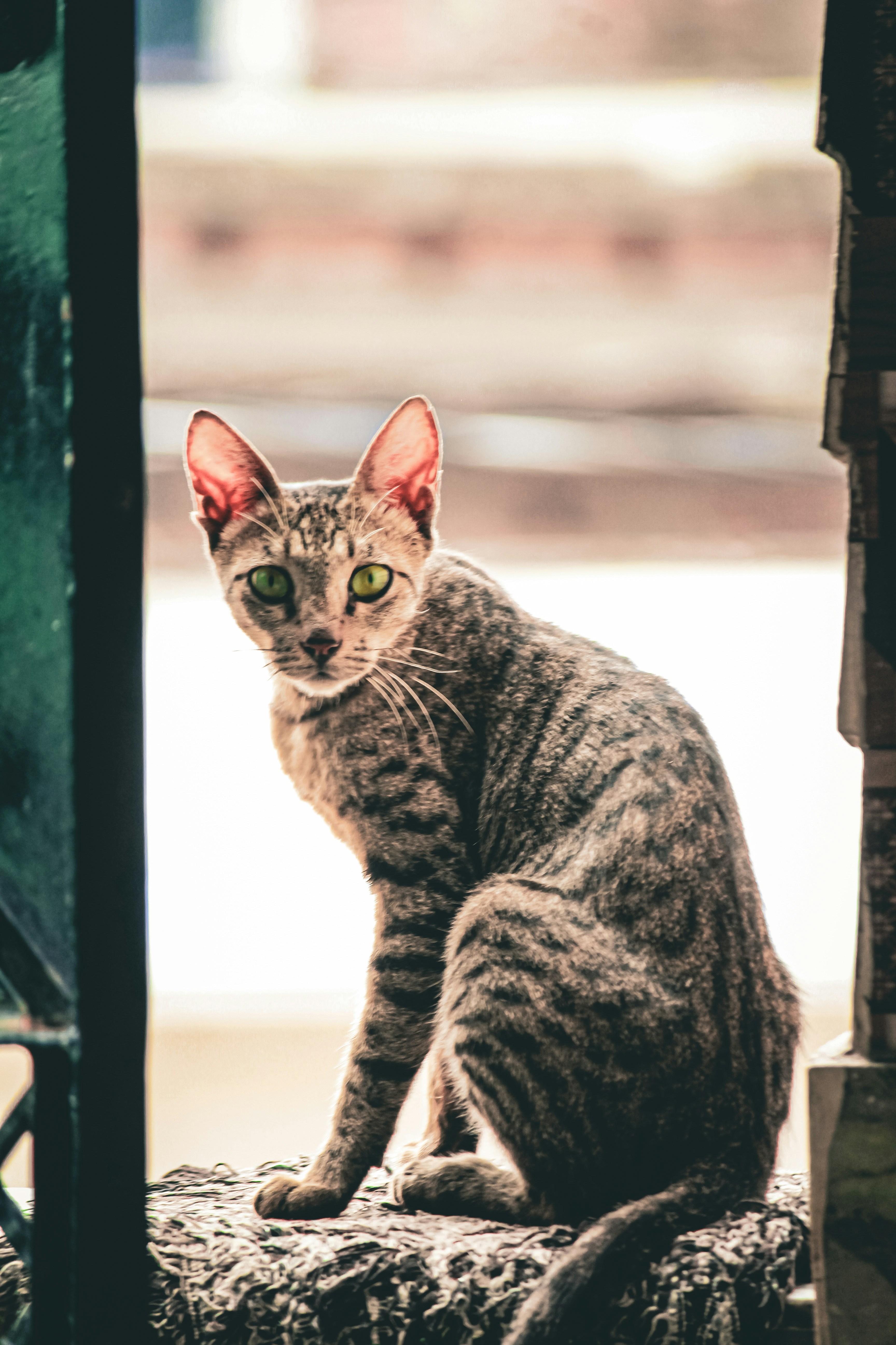Emerald Gaze: A Curious Cat in a Sunlit Gap