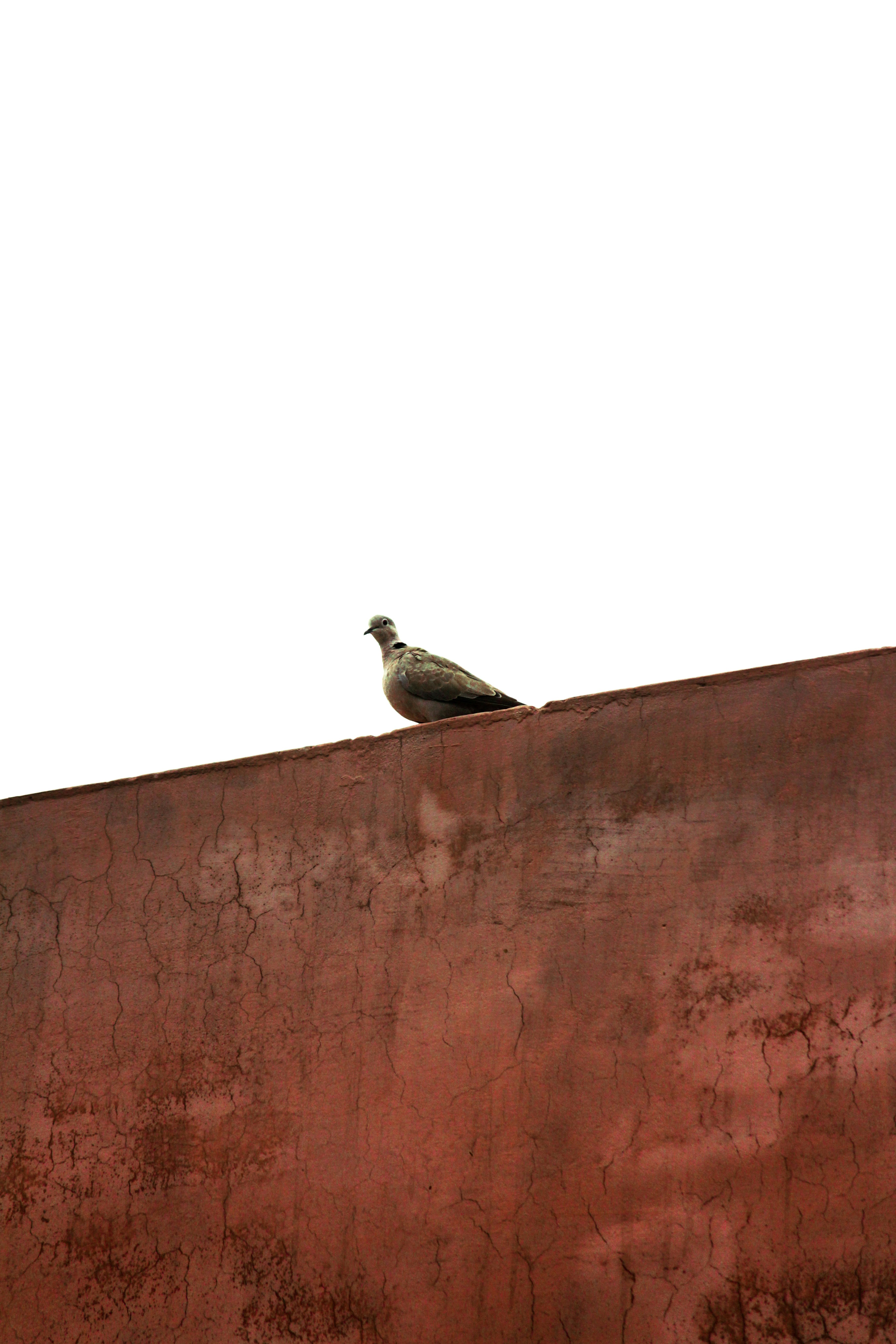 Pigeon Perched Above a Weathered Red Wall