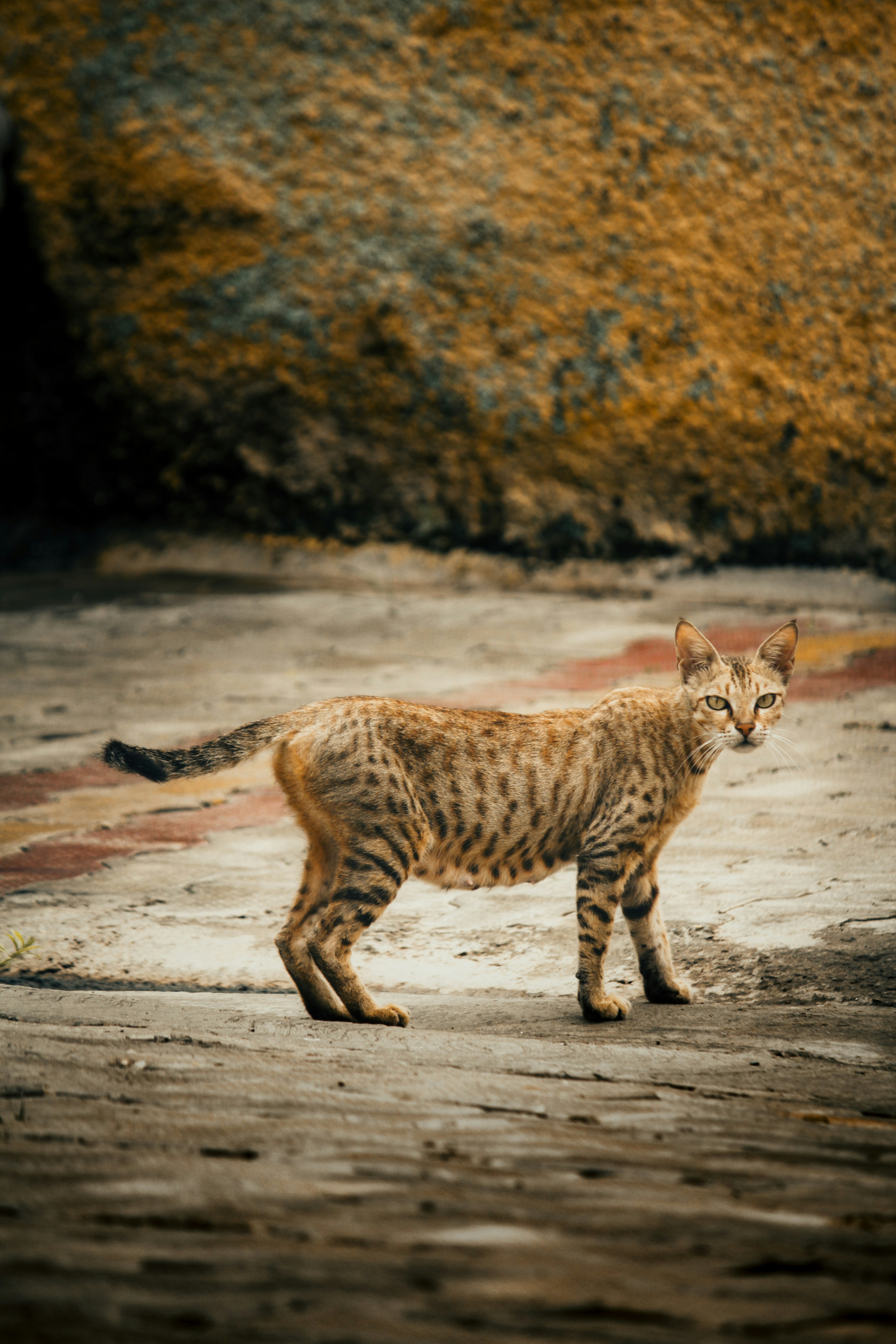 Curious Feline on Weathered Ground
