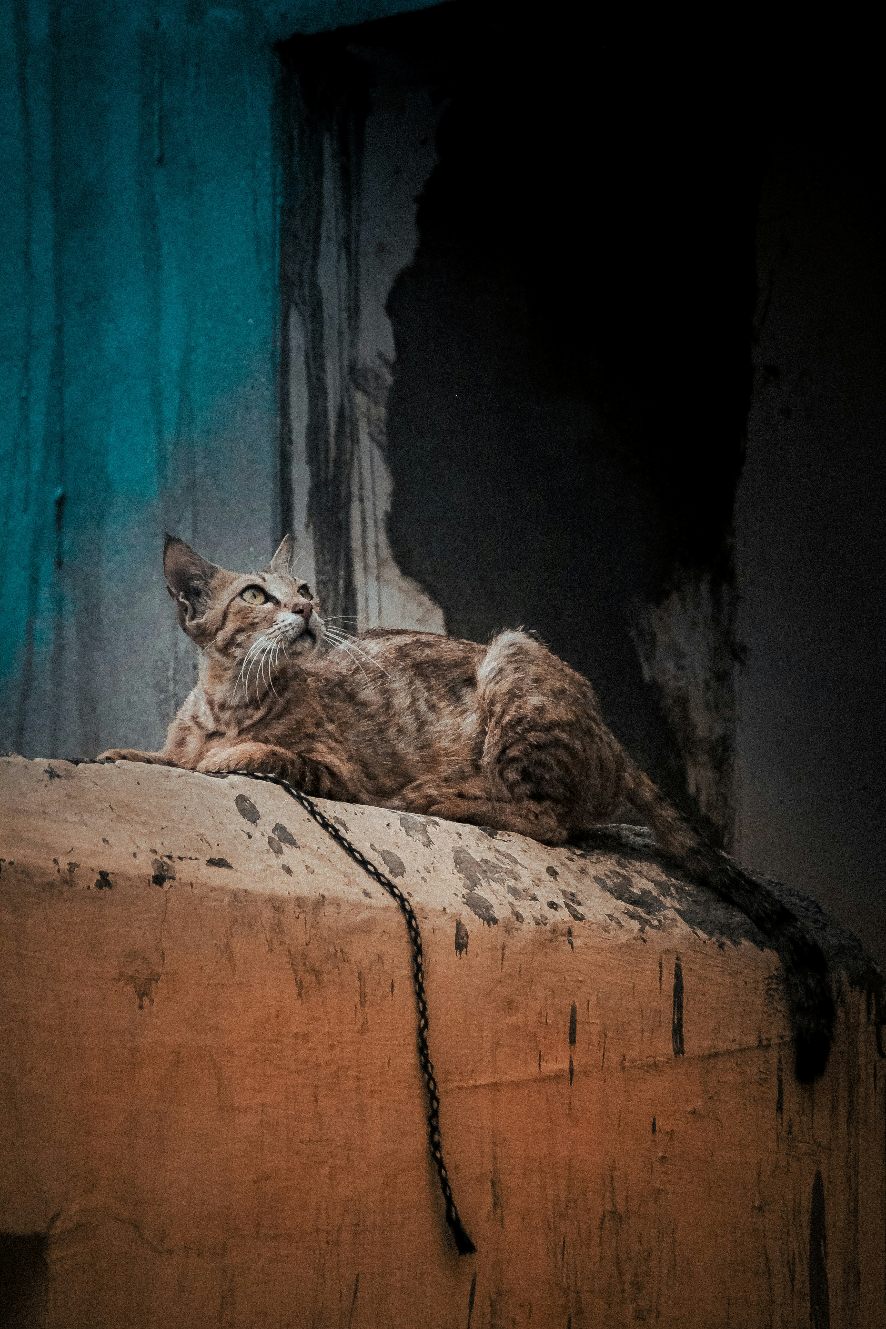 Cat on a Weathered Wall: A Curious Watcher Amid Rust and Shadow