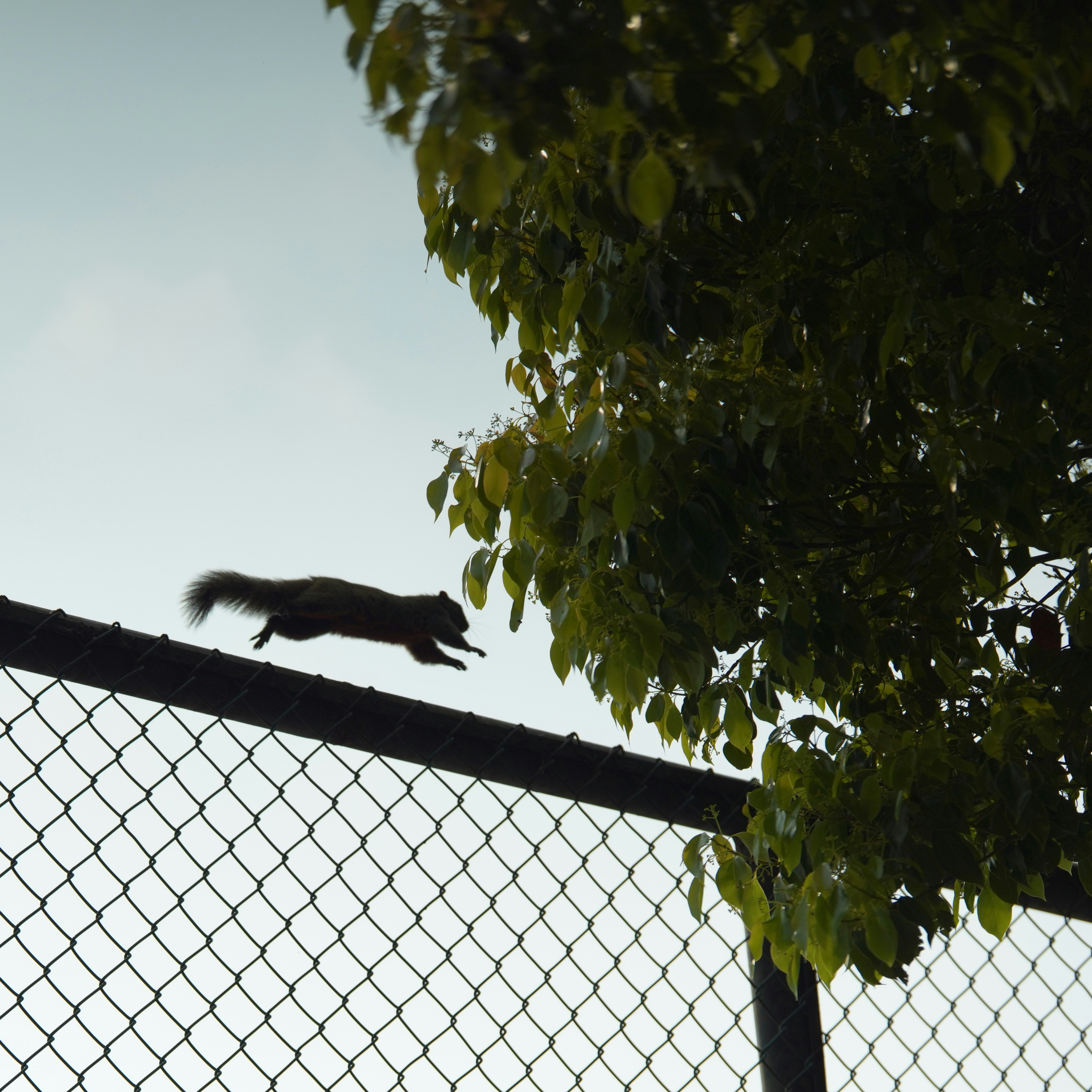 Midair Pursuit: A Dark Silhouette Crossing the Fence Under a Leafy Canopy