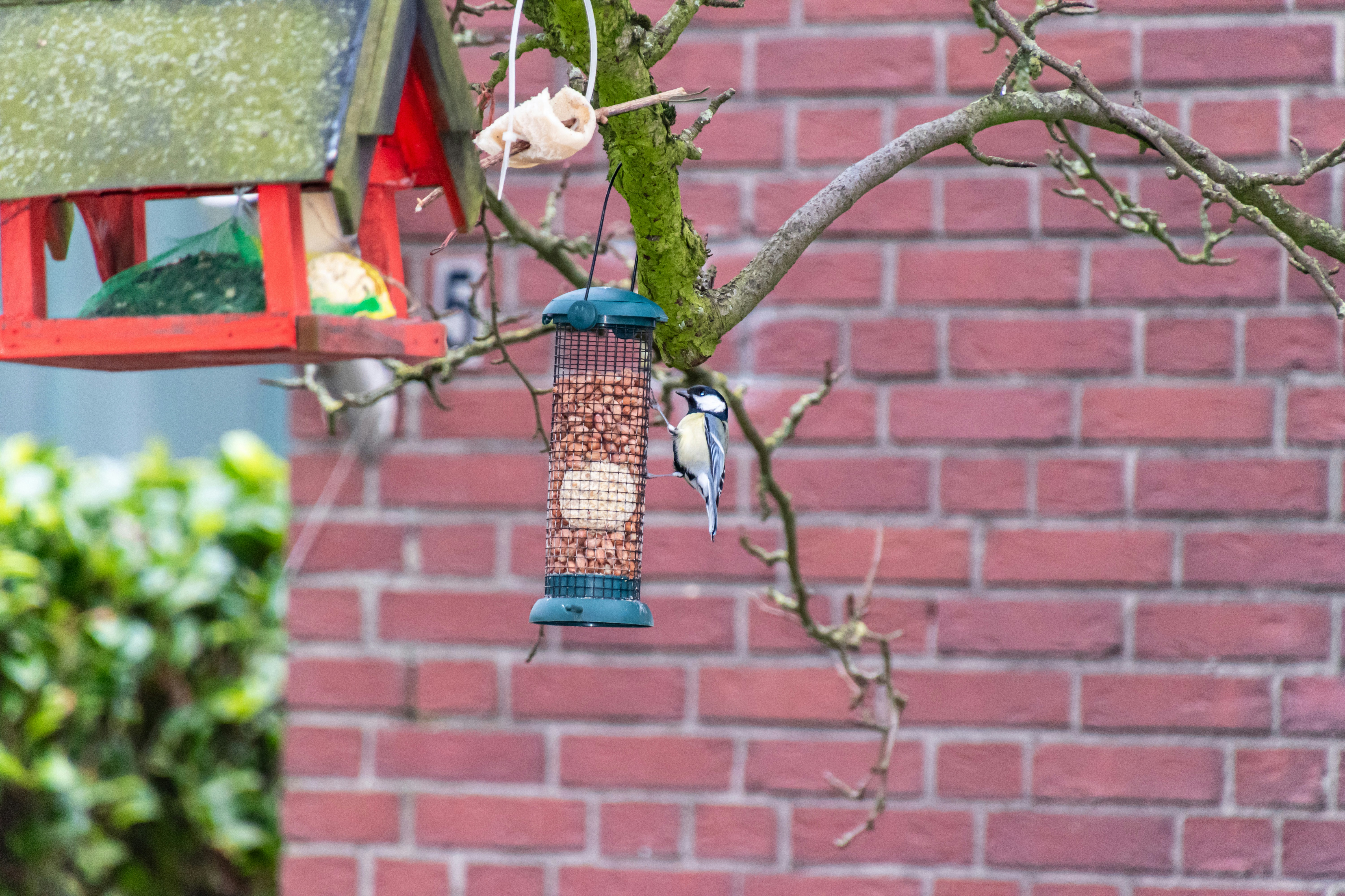 Bird feeder with hanging seed cup against brick wall