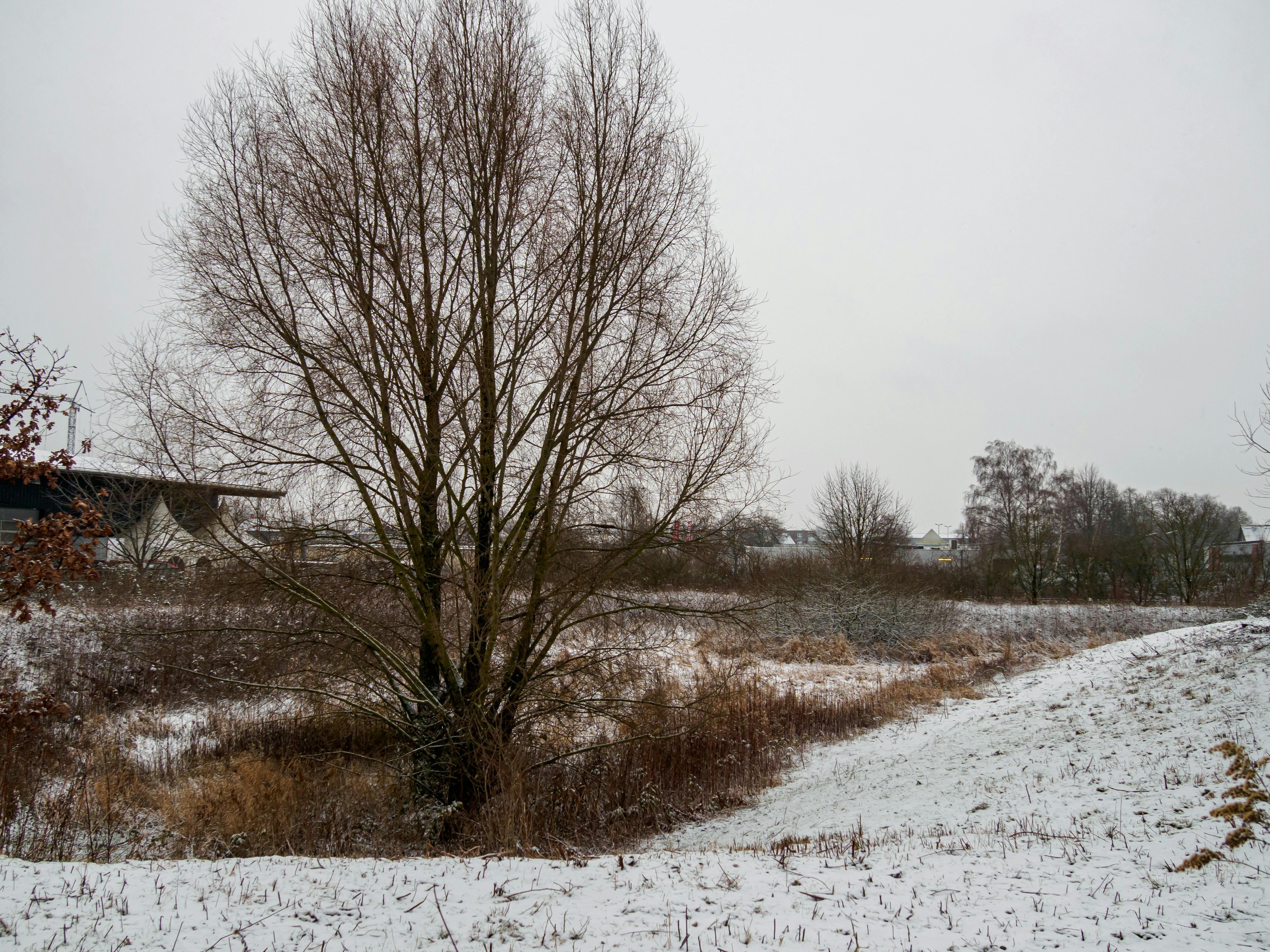 Snow-Scaped Field Towards a Central Tree