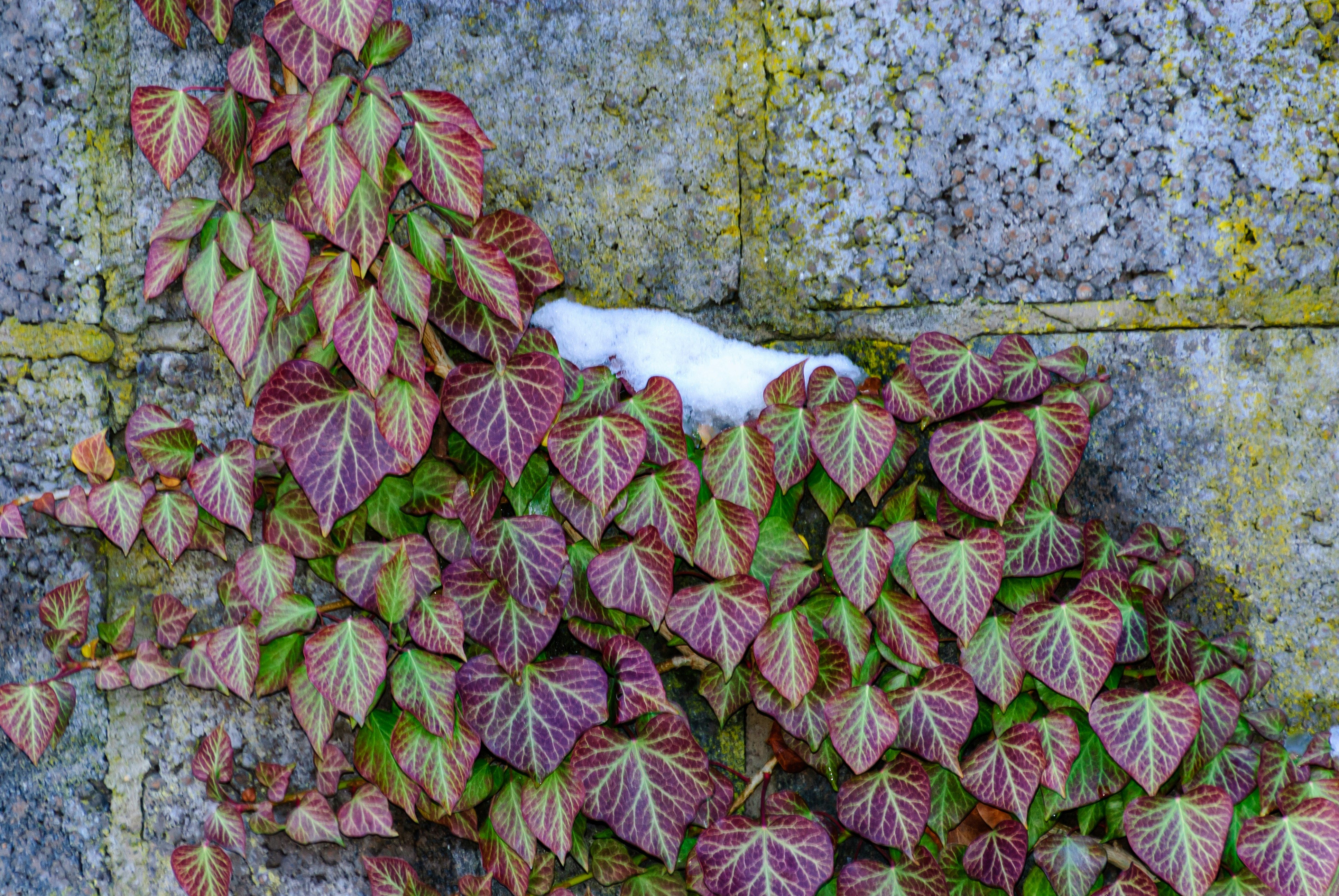 Ivy Mosaic on a Moss-Weathered Wall