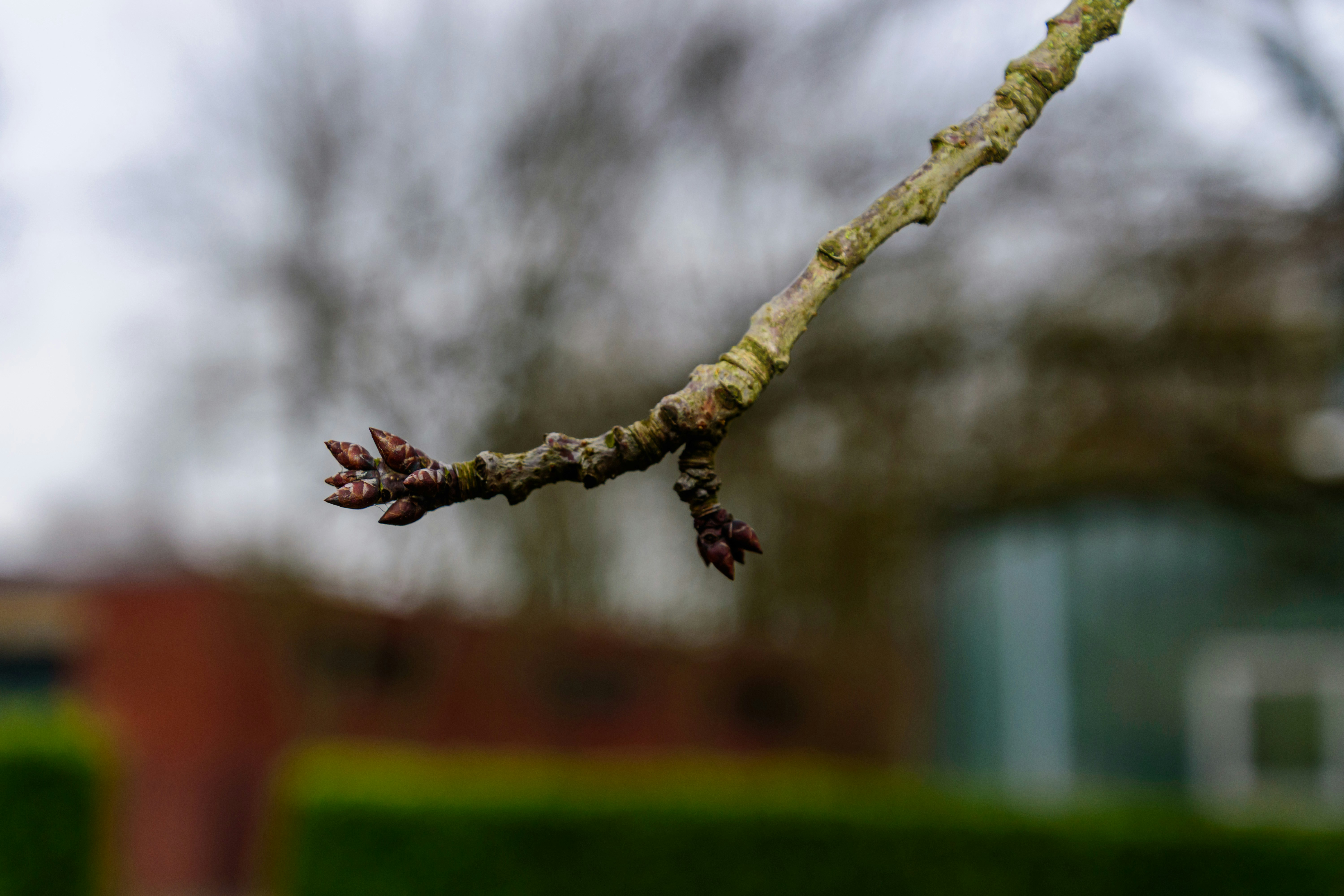 Close-up of a tree branch with buds in winter. photo – Free Winter ...