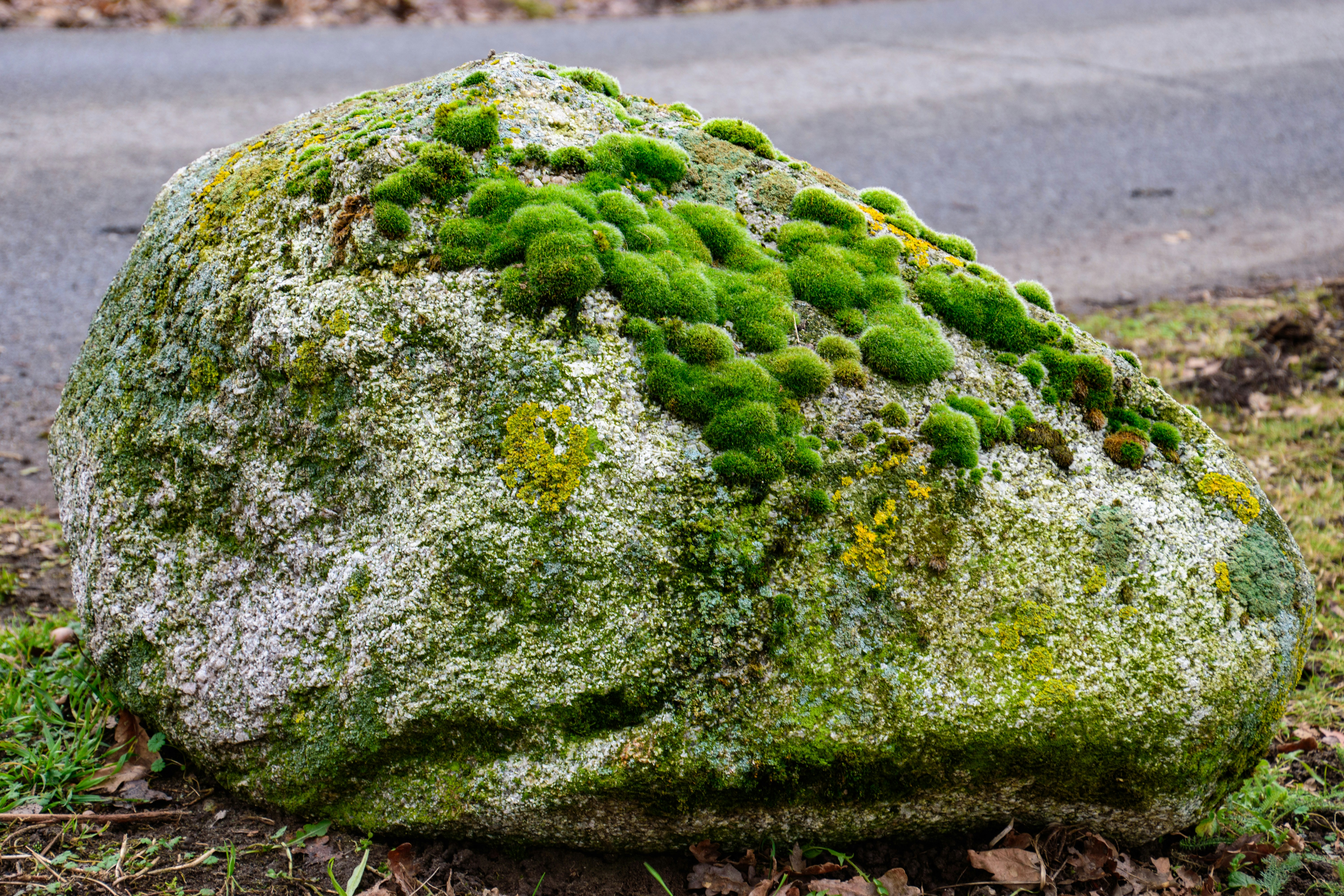 Moss-Crowned Rock by a Pavement Edge